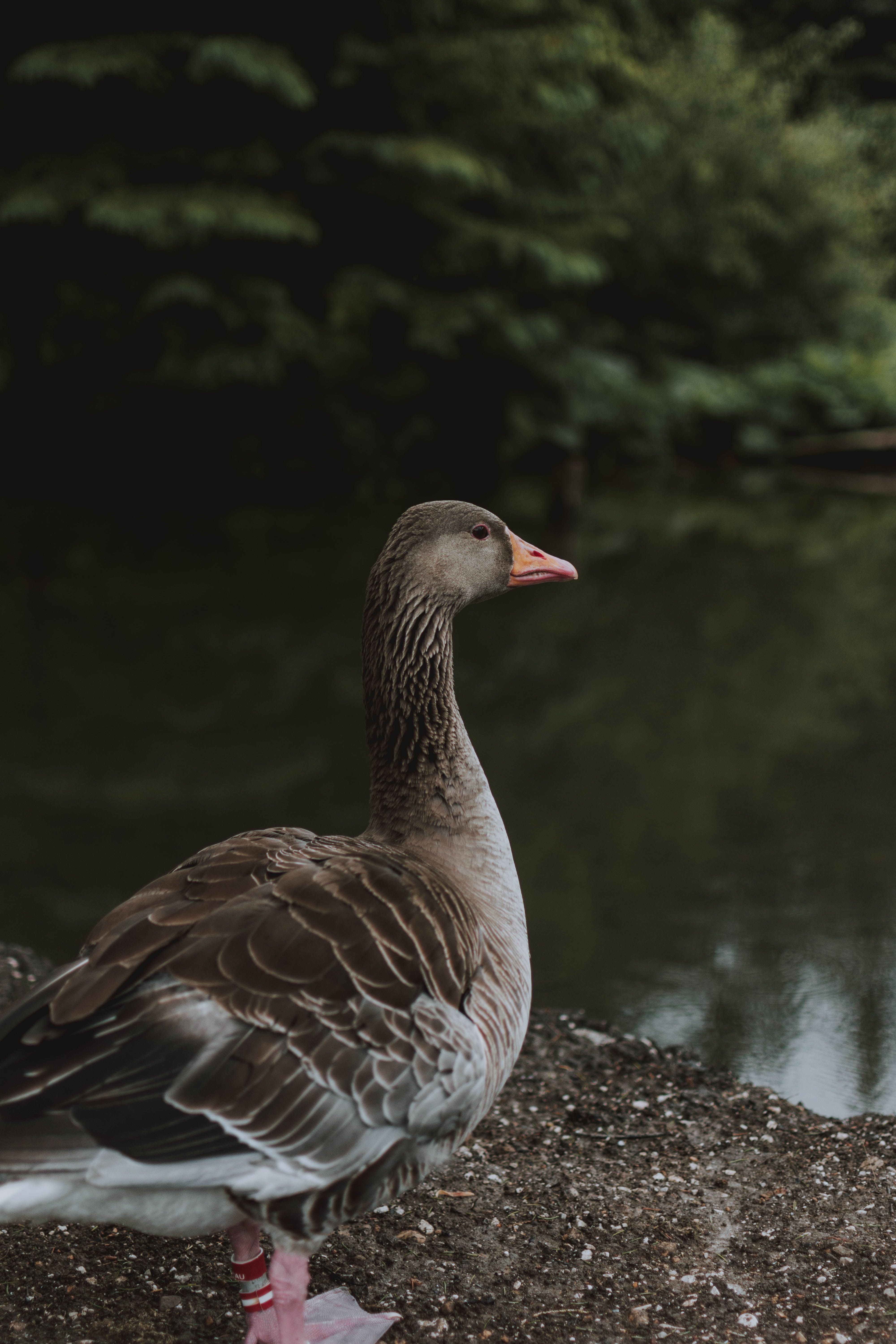 Adorable goose standing on lake shore in park · Free Stock Photo