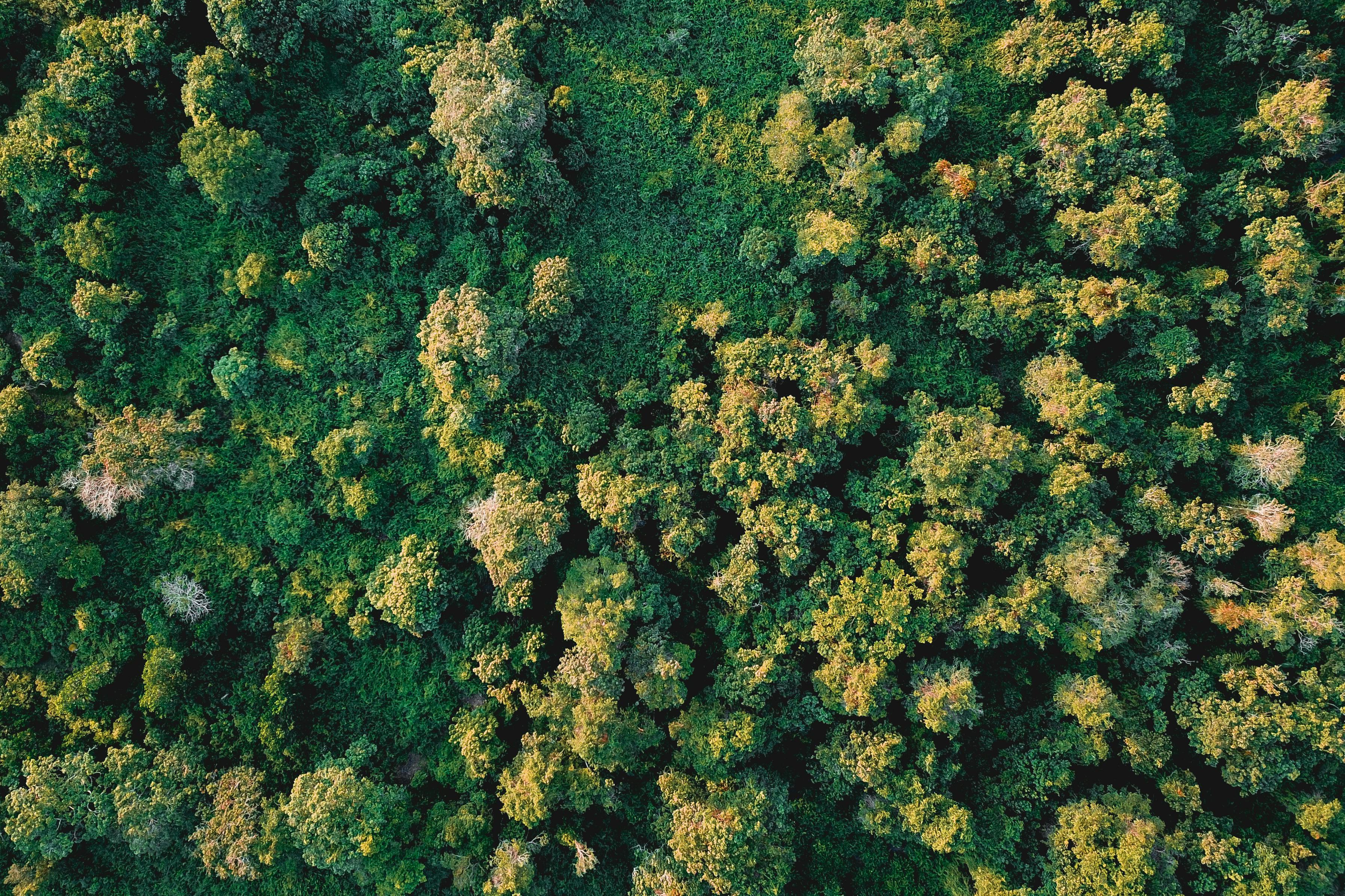 Picturesque landscape of lush trees in countryside · Free Stock Photo