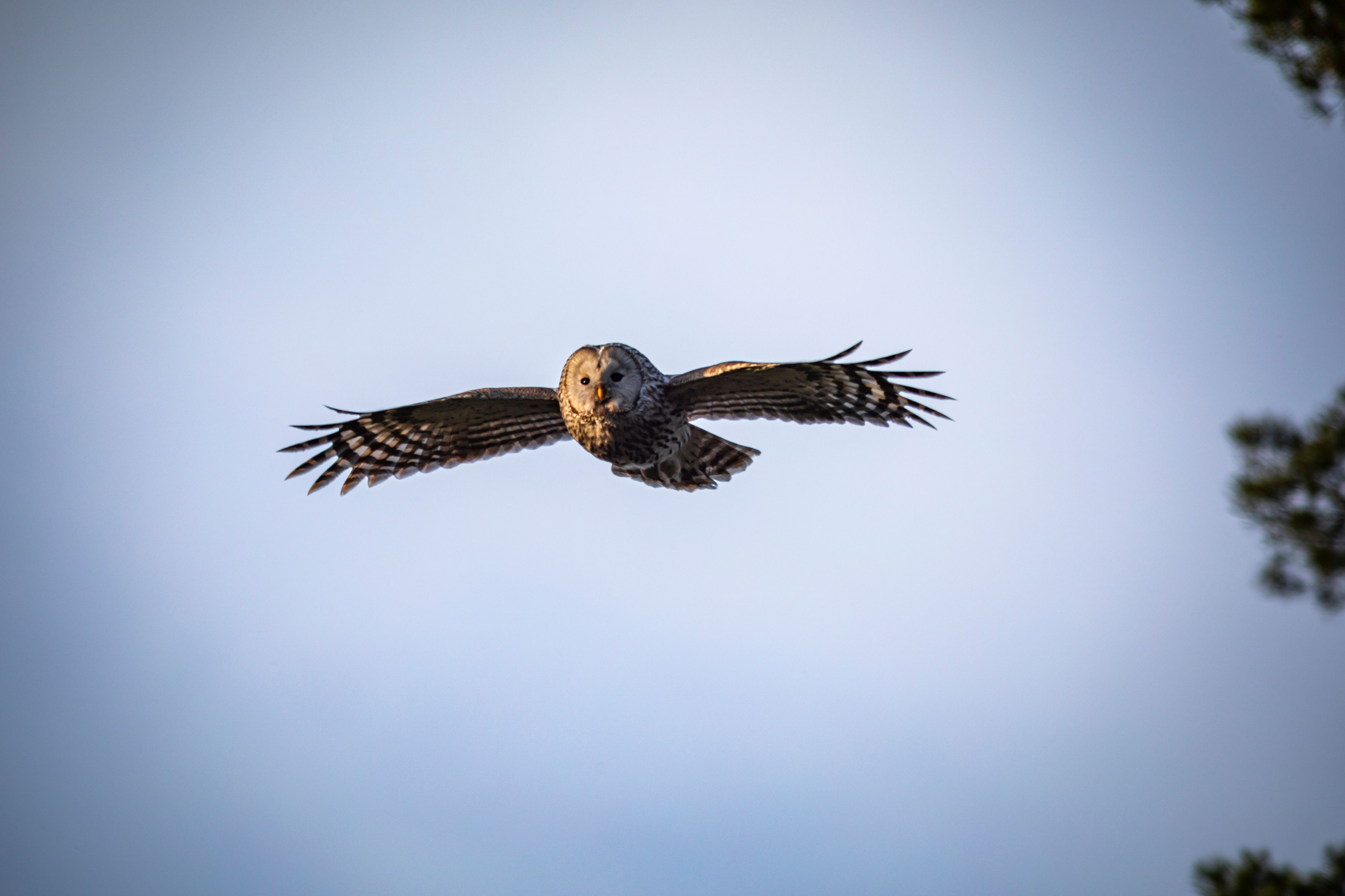 An Owl Flying in a Blue Sky · Free Stock Photo