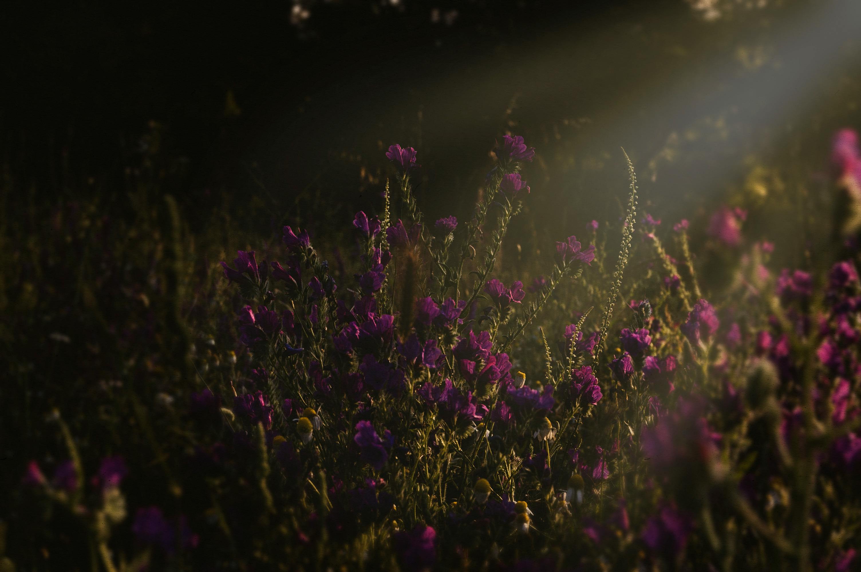 50+ Best Campo Photos · 100% Free Download · Pexels Stock Photos