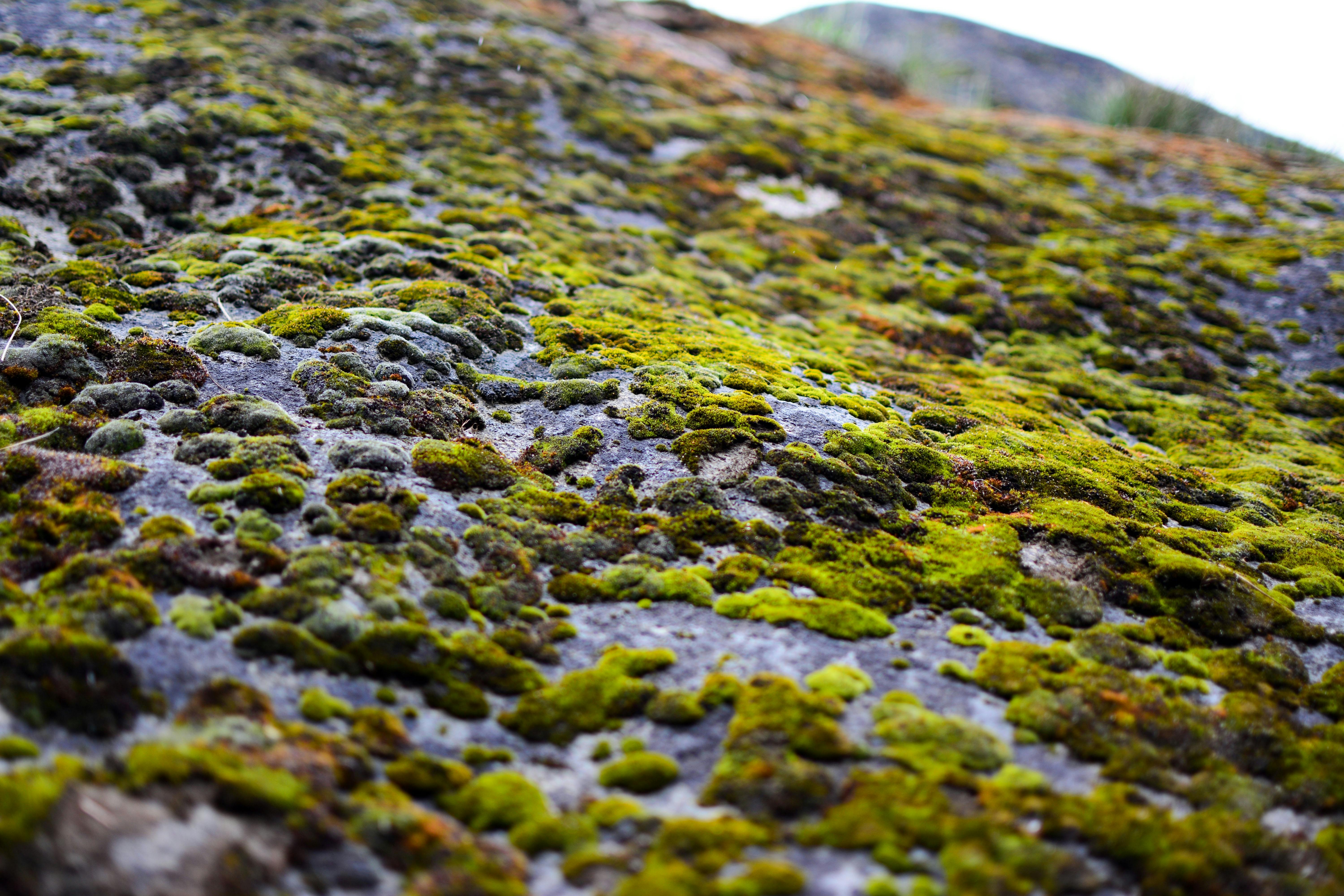 Free stock photo of boulder, moss, Mossy rocks