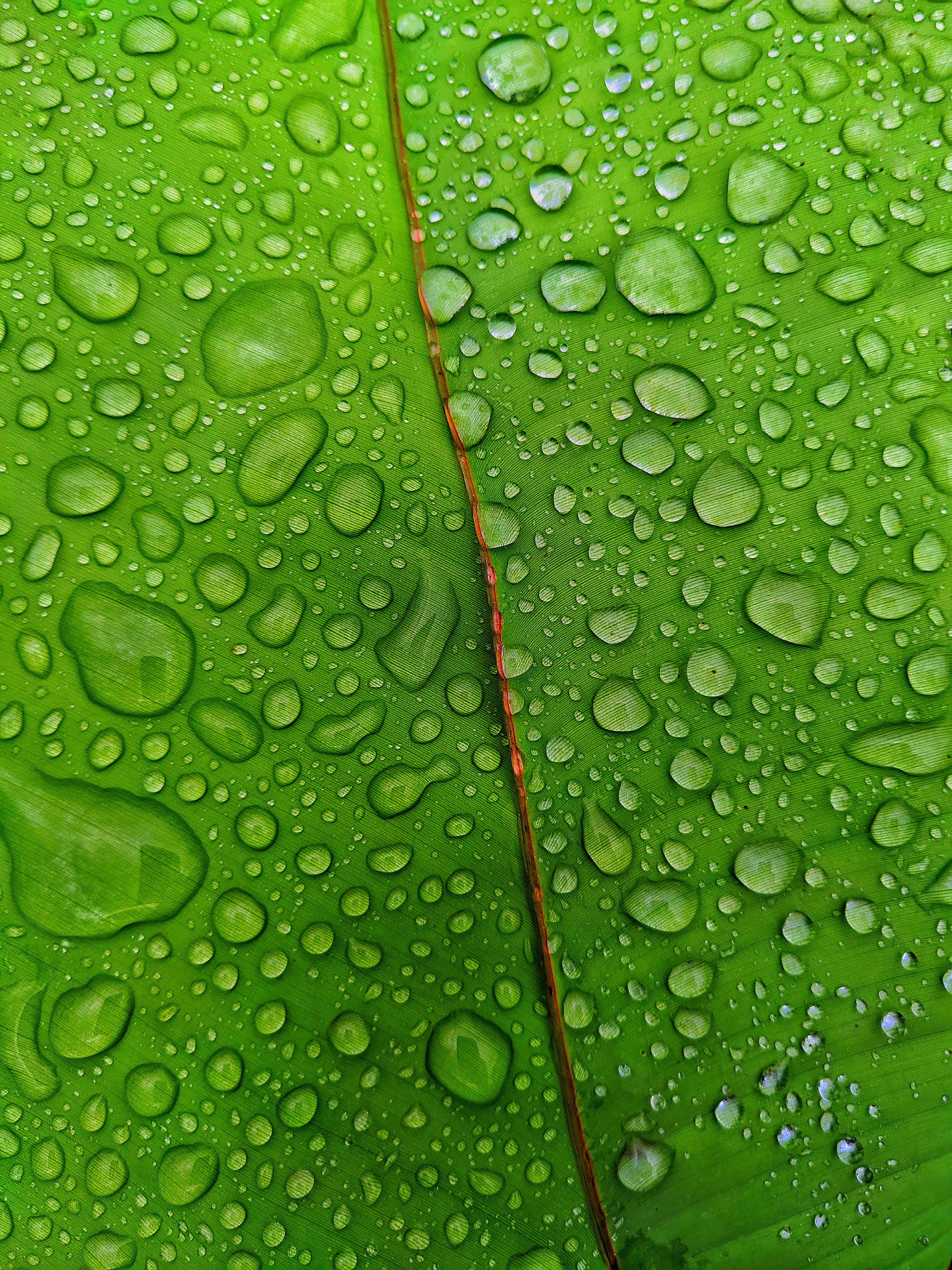 Close-up Photography of Leaf With Water Drops · Free Stock Photo