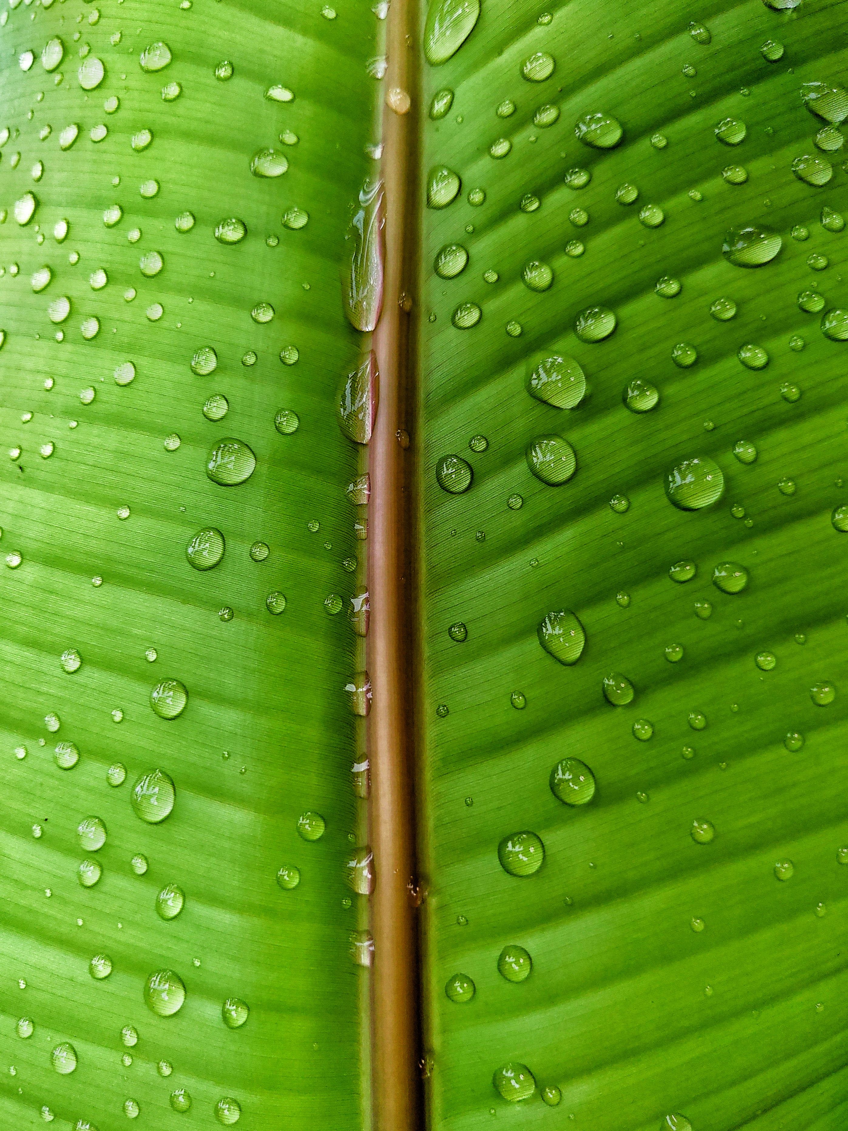 Close-up Photography of Leaf With Water Drops · Free Stock Photo