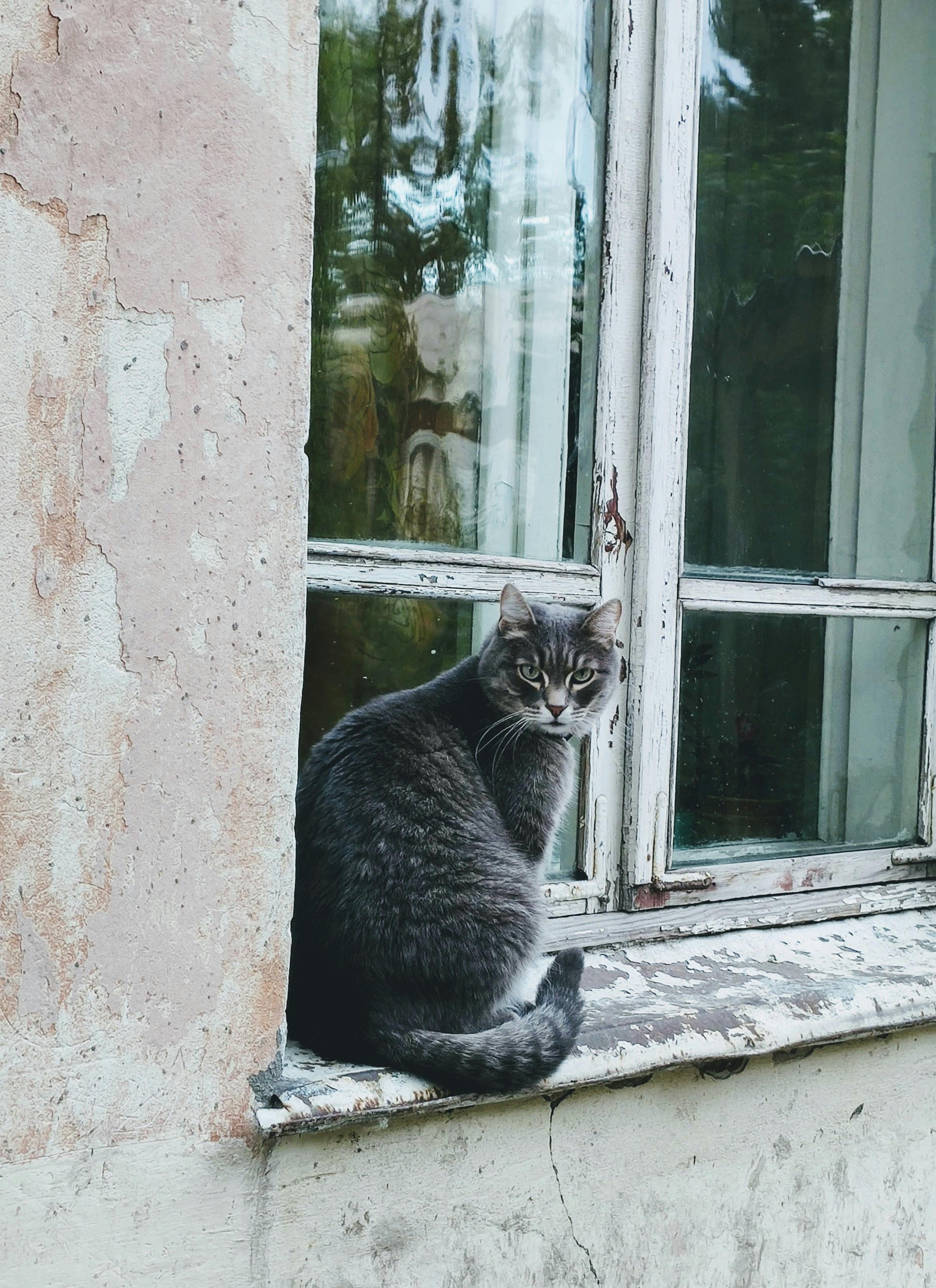 Cat sitting on windowsill in street · Free Stock Photo