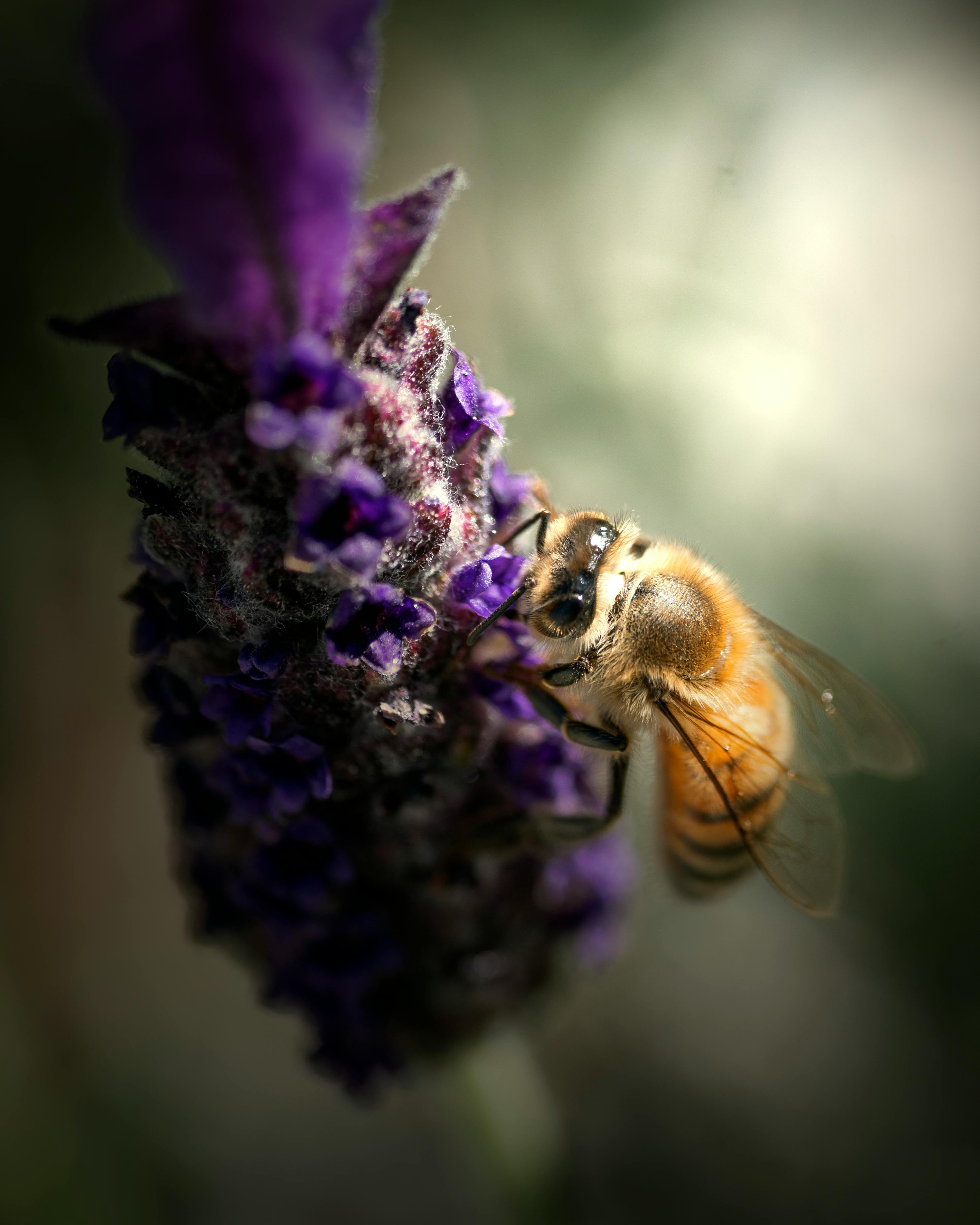 Bee Drinking Nectar form a Flower · Free Stock Photo