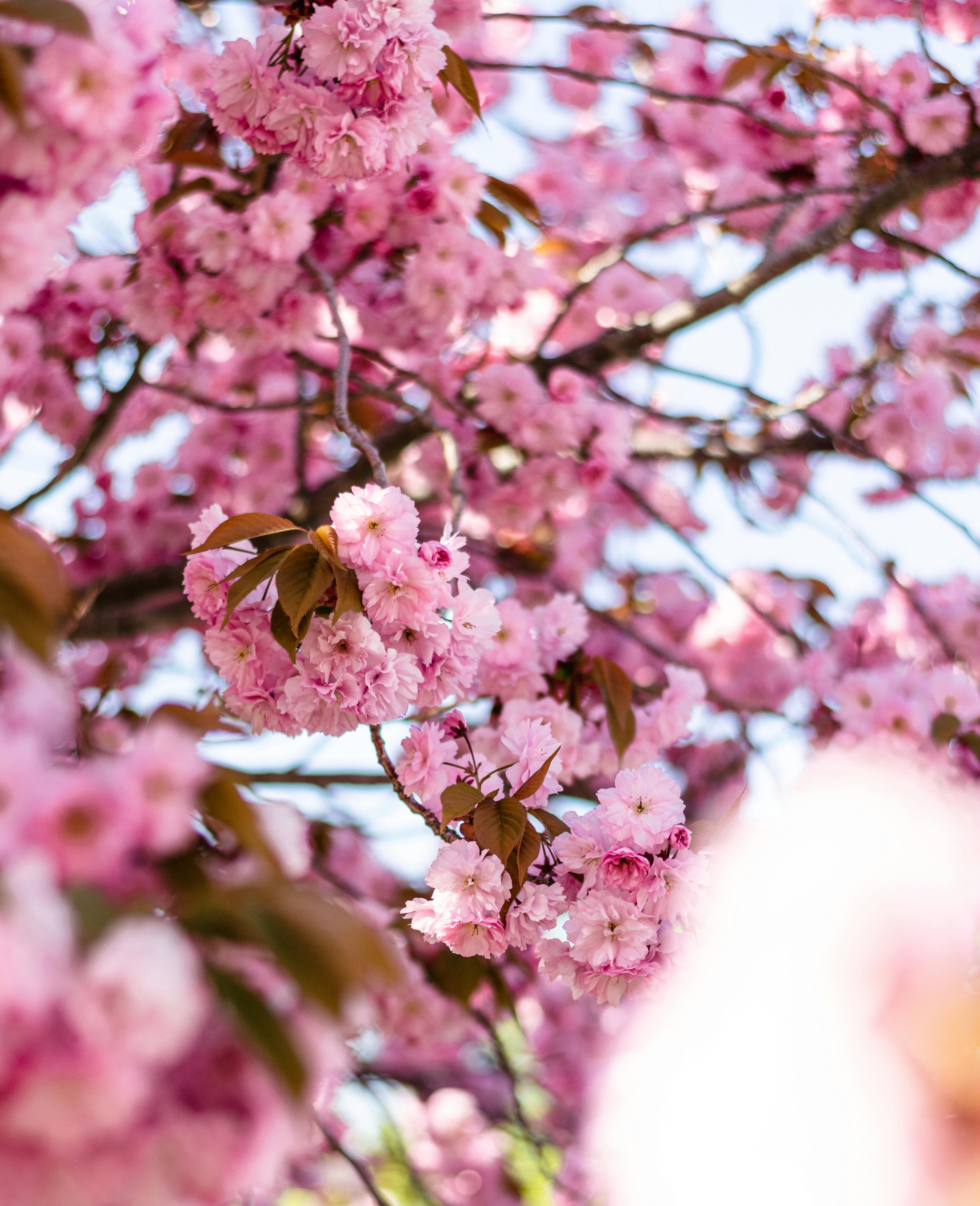 Blooming tree on sakura branch · Free Stock Photo