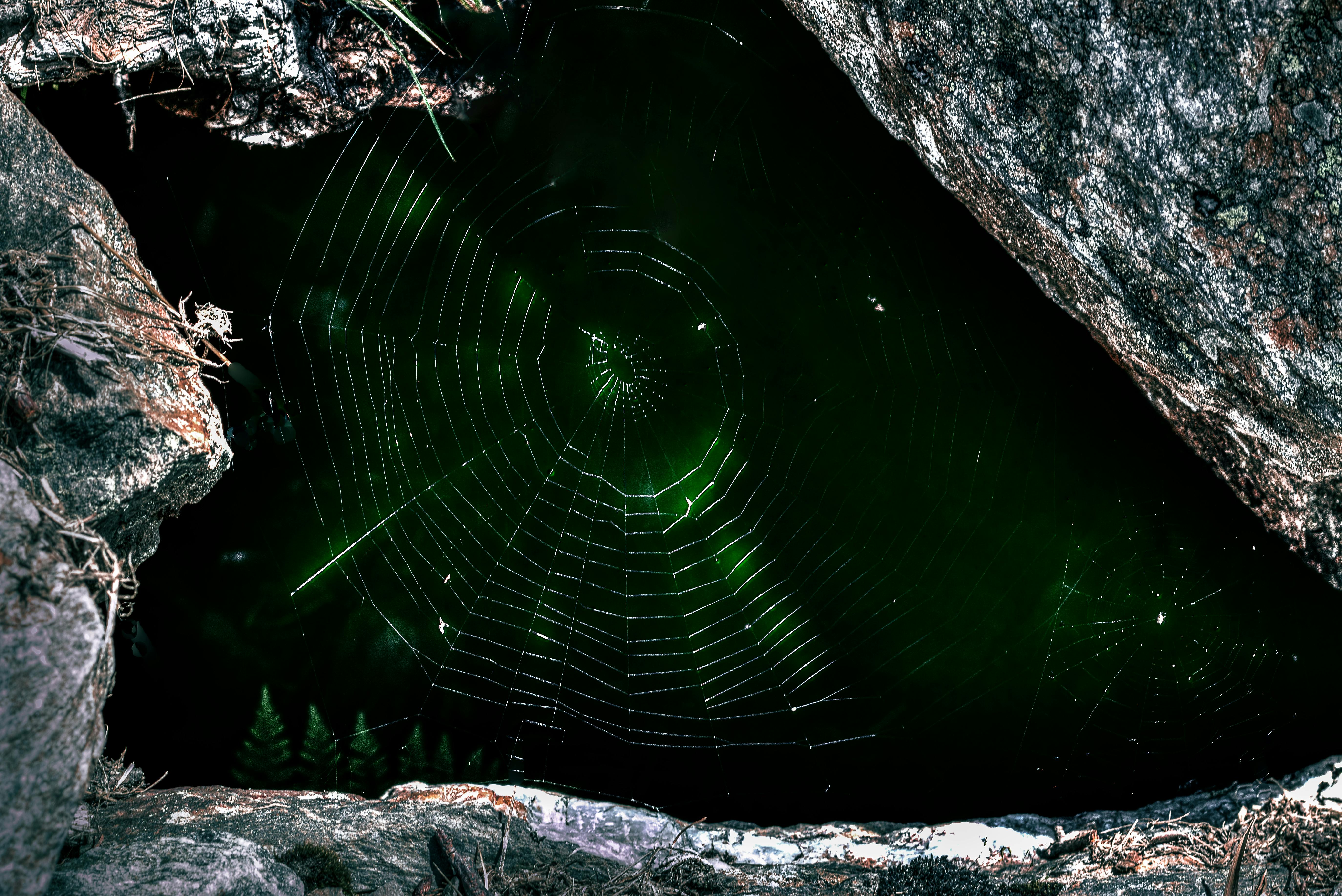 4,000+ Best Spider Web Photos · 100% Free Download · Pexels Stock Photos