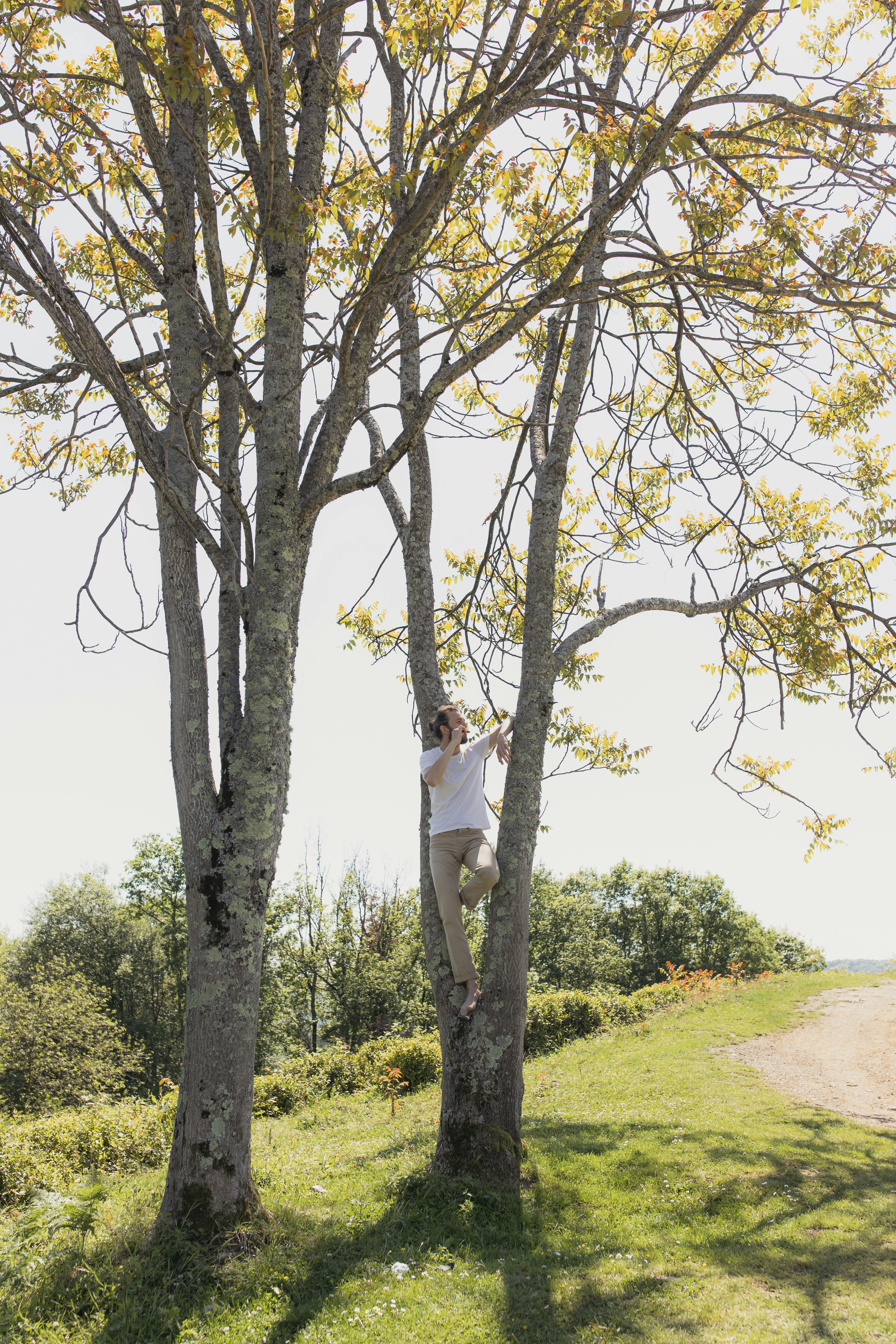 Man Climbing Tree Photos, Download The BEST Free Man Climbing Tree ...