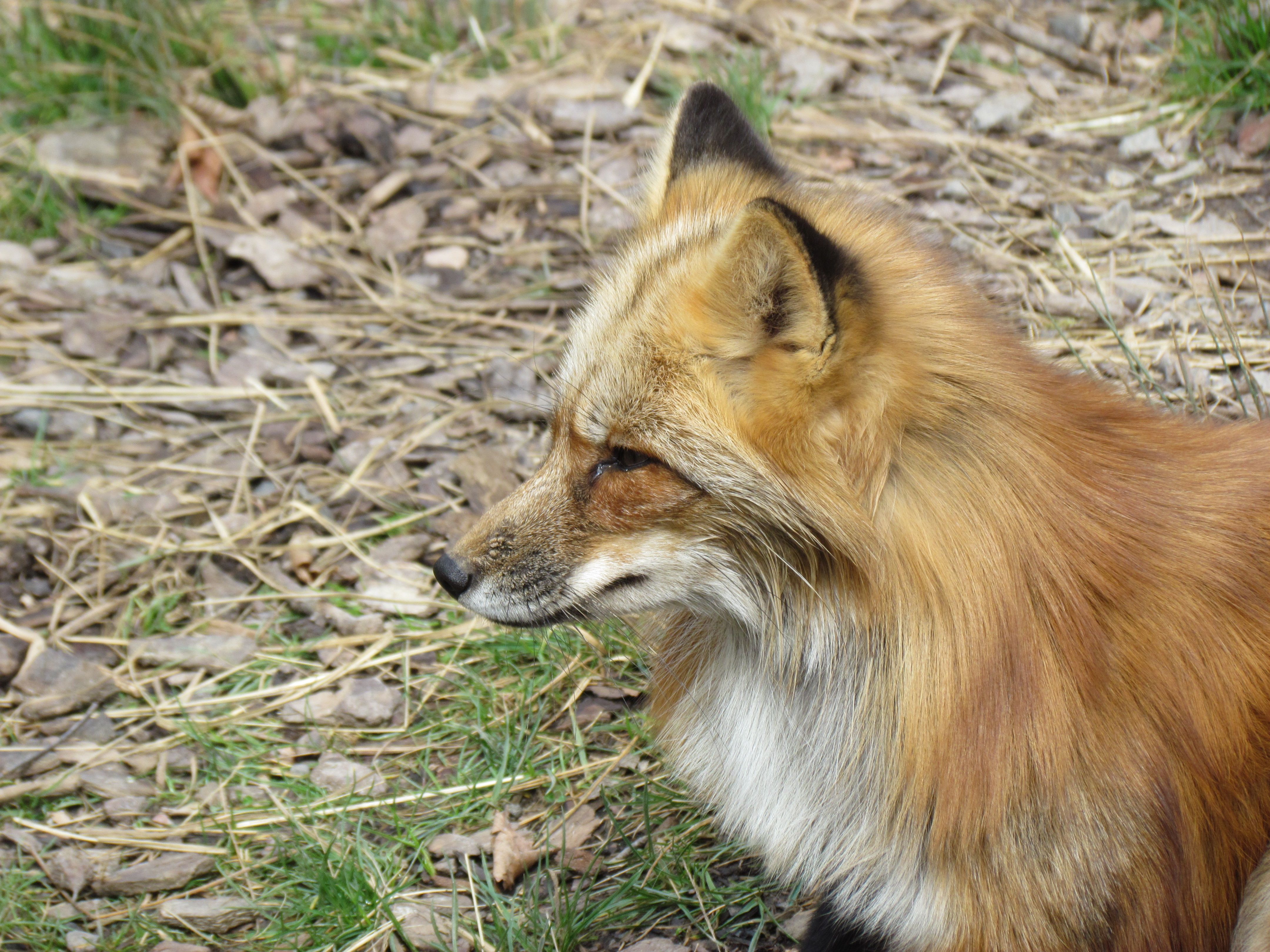 Wolves, Foxes, & Coyotes 31 Photos & Videos Collected by A B
