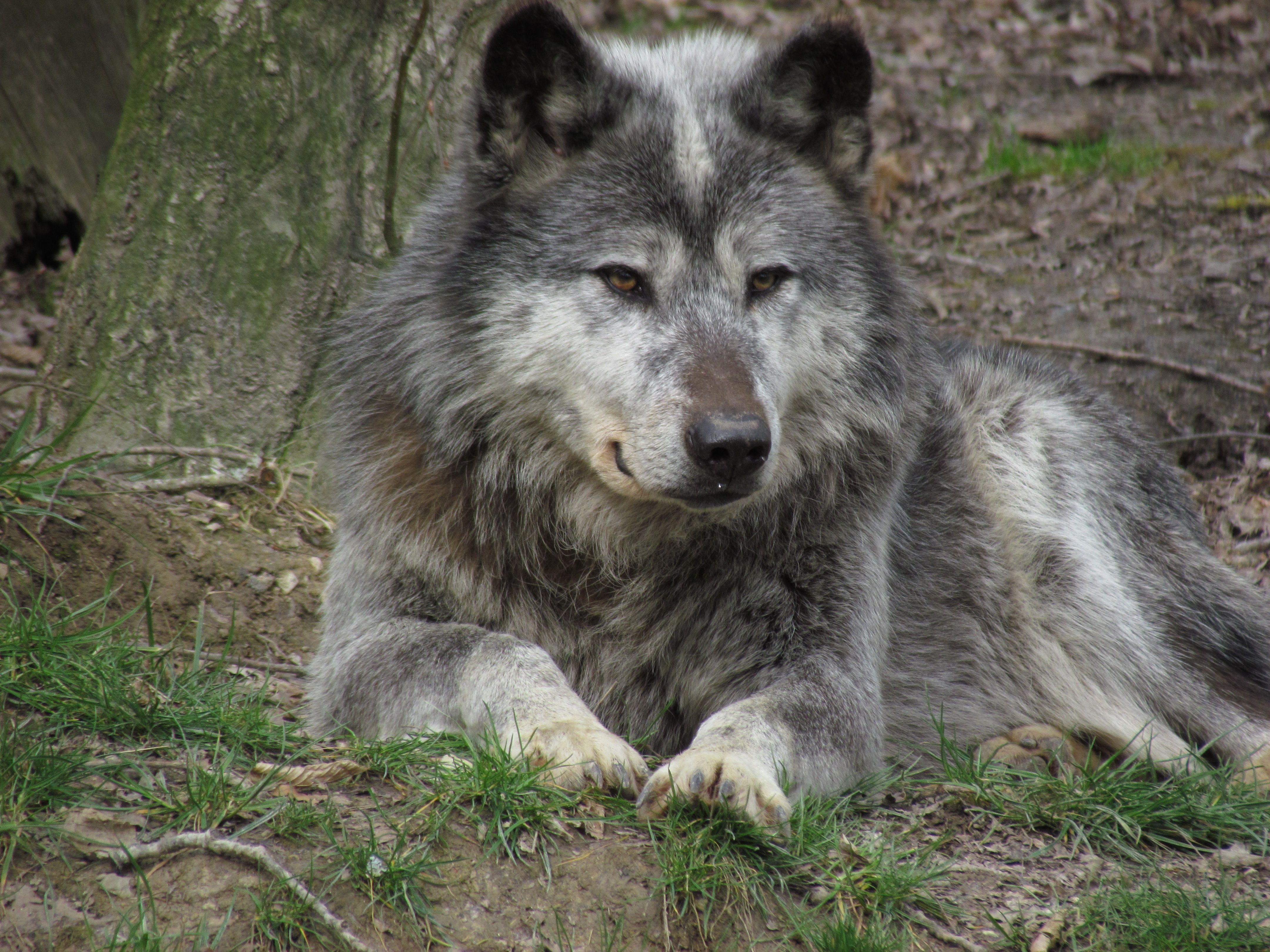 Wolves, Foxes, & Coyotes 31 Photos & Videos Collected by A B