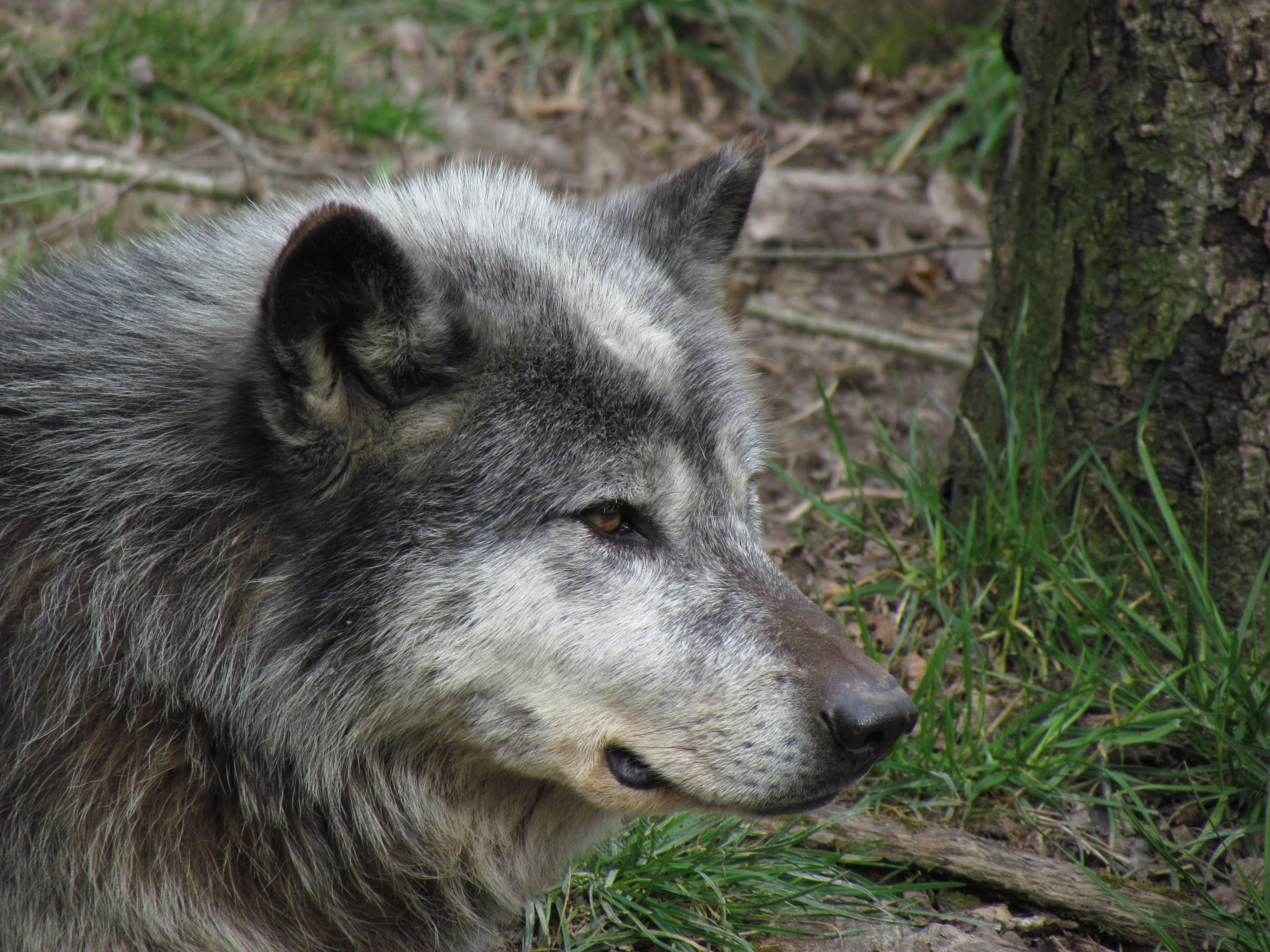 Wolves, Foxes, & Coyotes 31 Photos & Videos Collected by A B