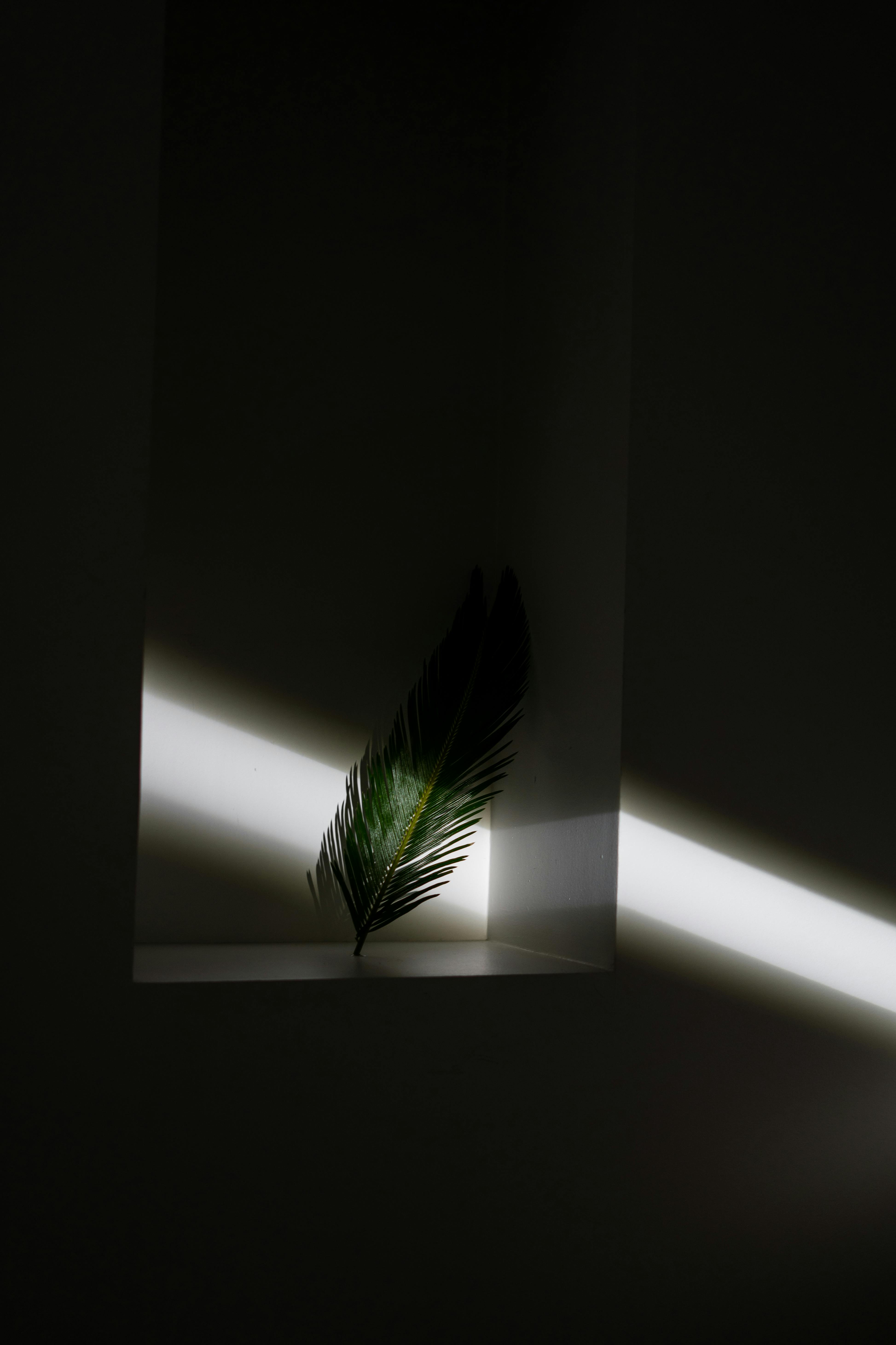 Shadow of home plant on wall · Free Stock Photo