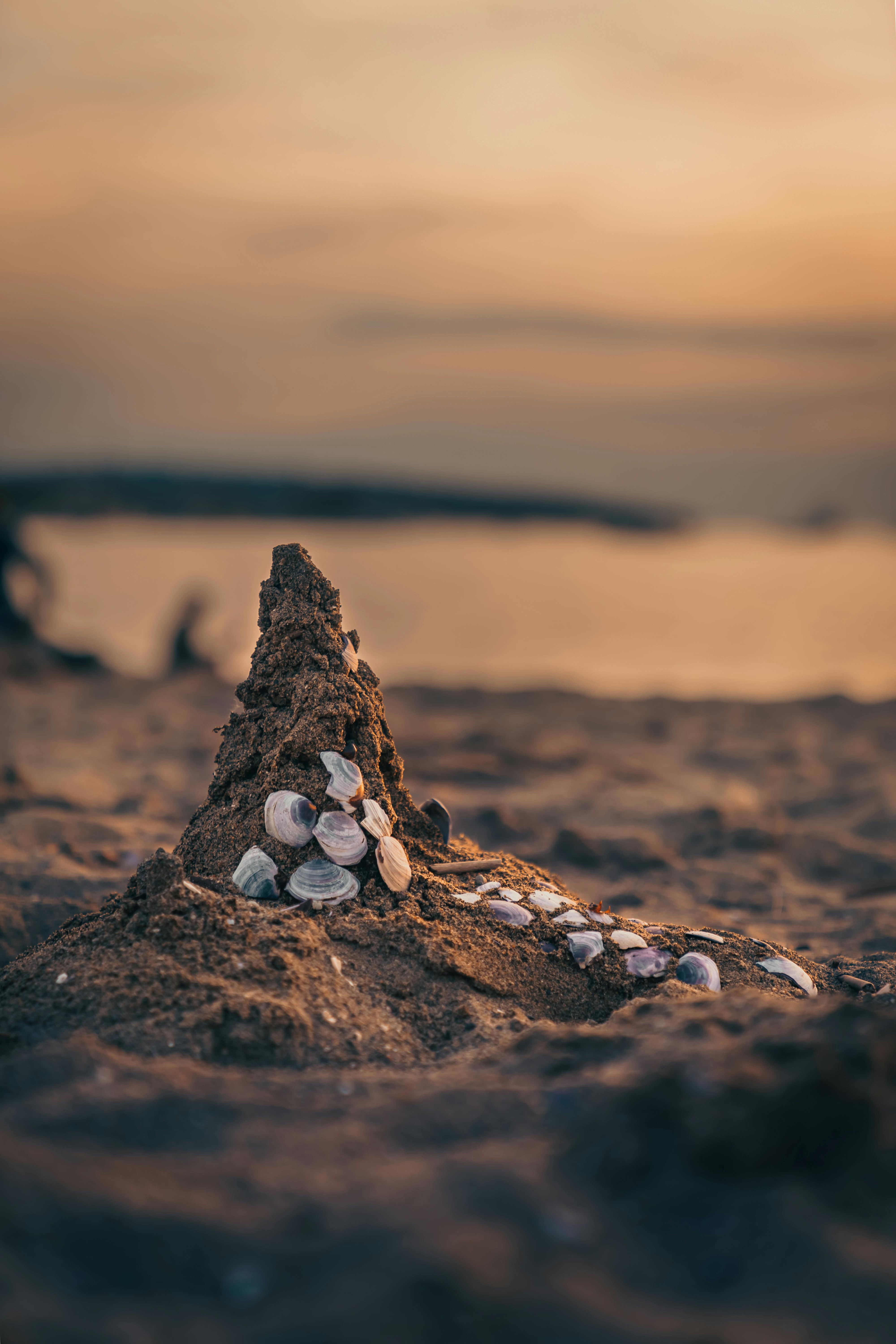 Selective Focus Photography of Shells on Sand · Free Stock Photo
