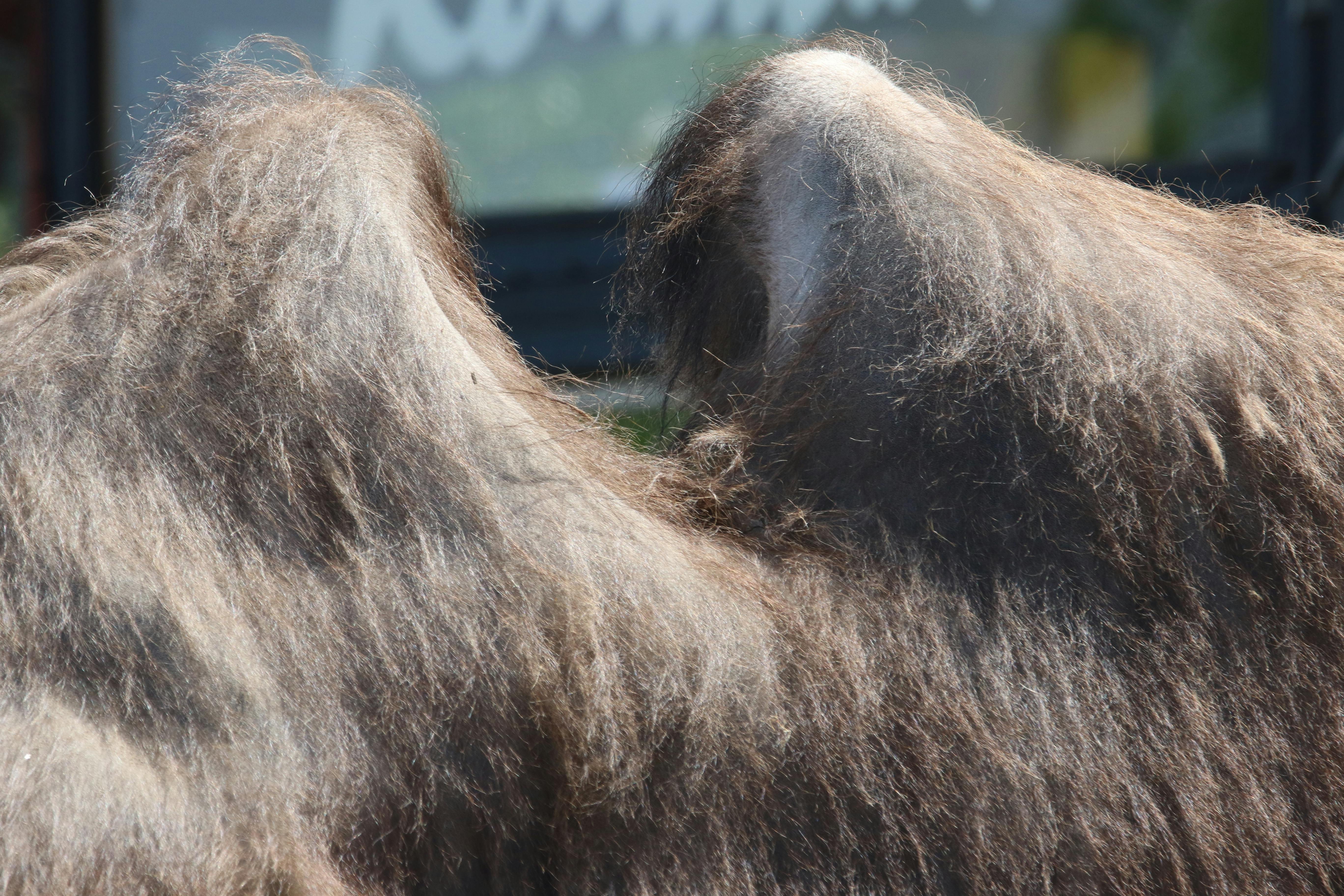 Free stock photo of architecture, come, italy