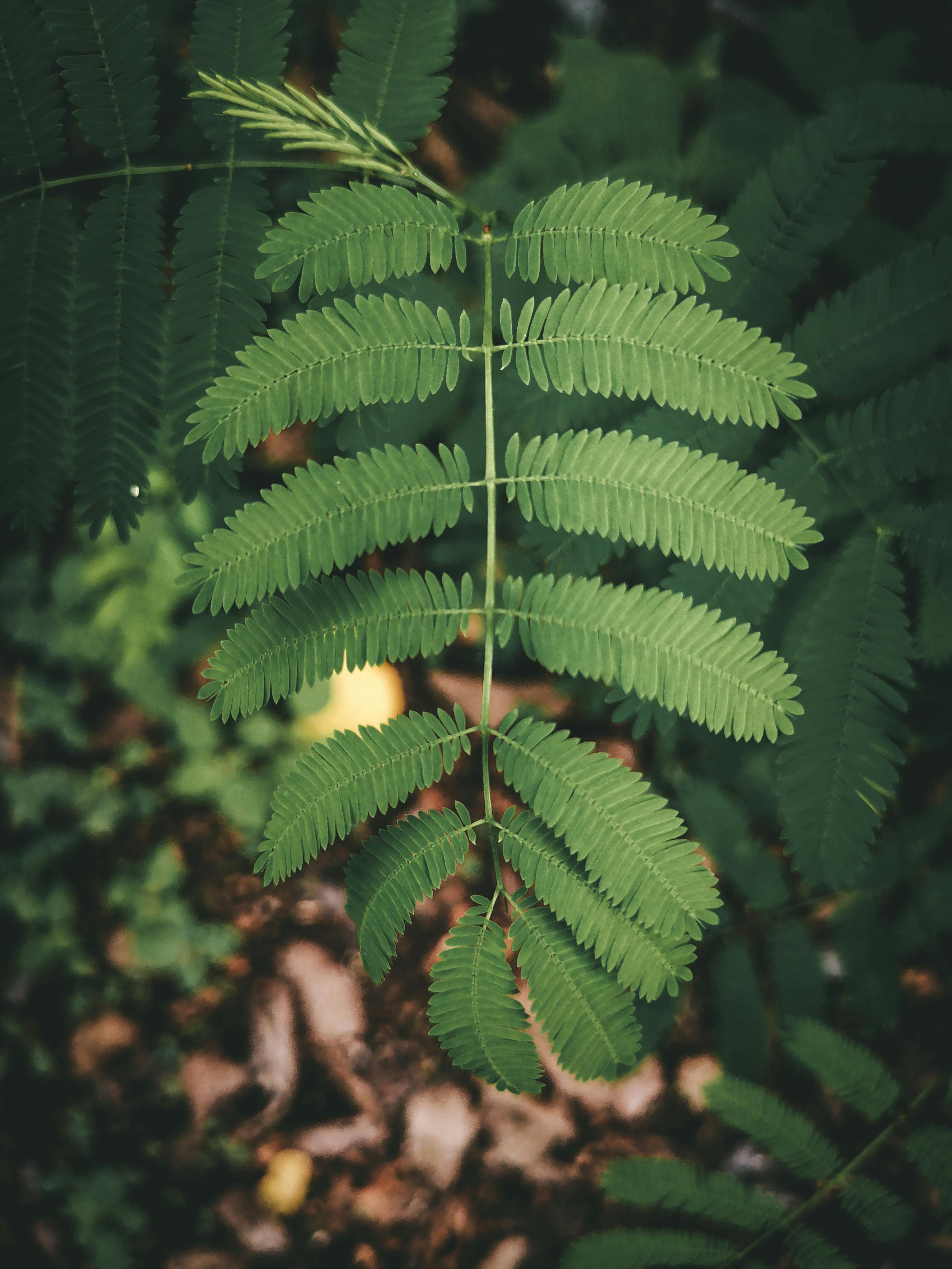 Green delicate leaf of Acacia concinna tree · Free Stock Photo