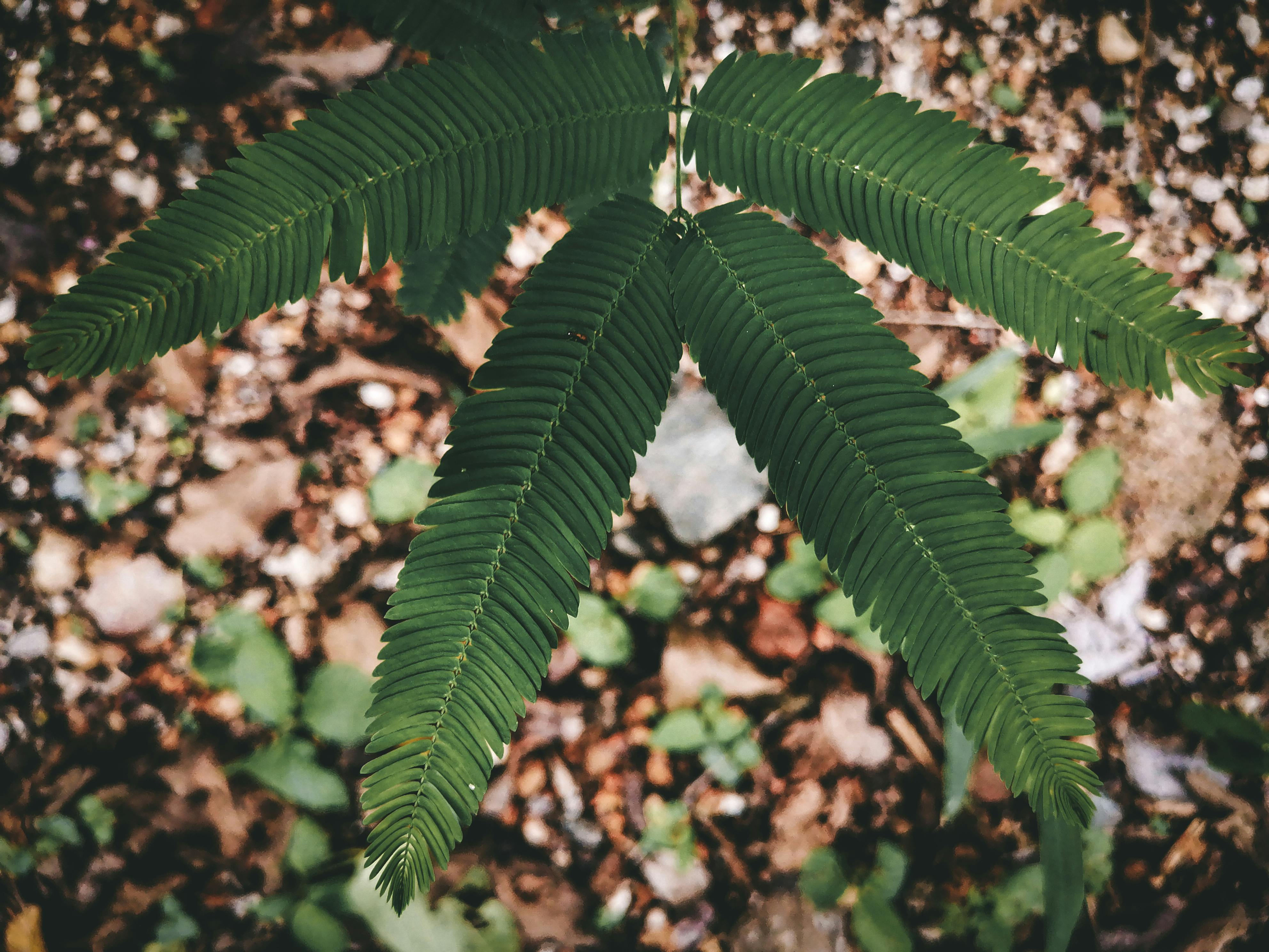 Green Leaf Plant in Close Up Photography · Free Stock Photo