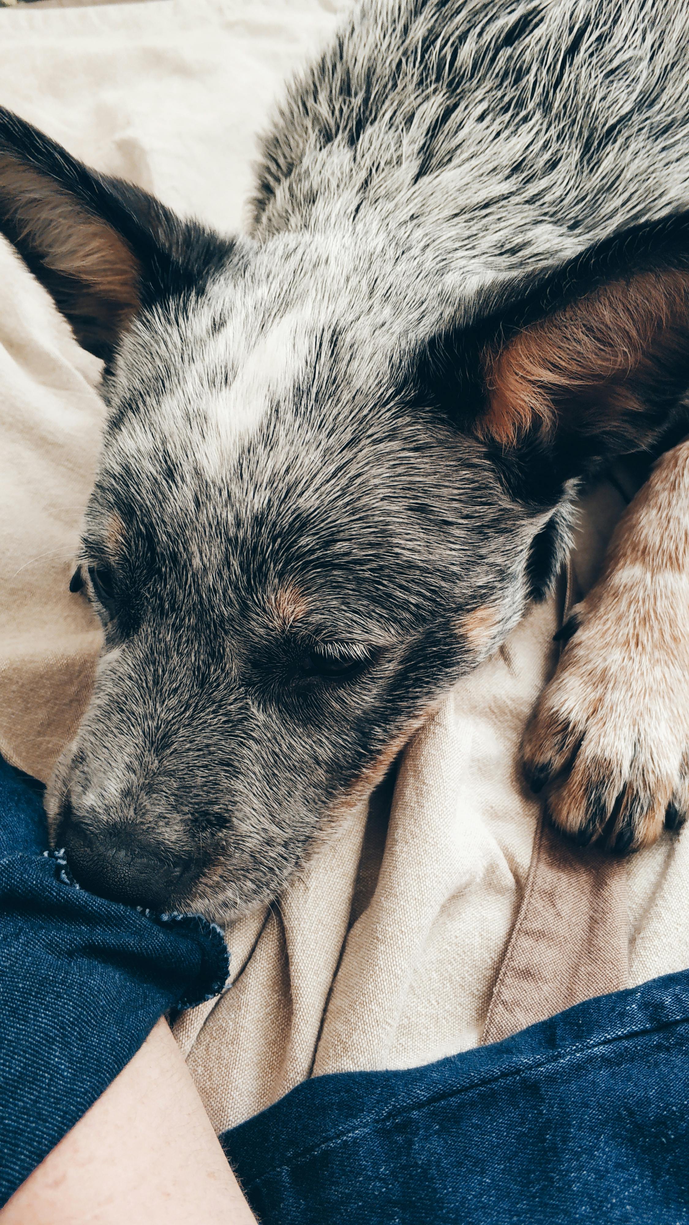 Close up of a Puppy · Free Stock Photo