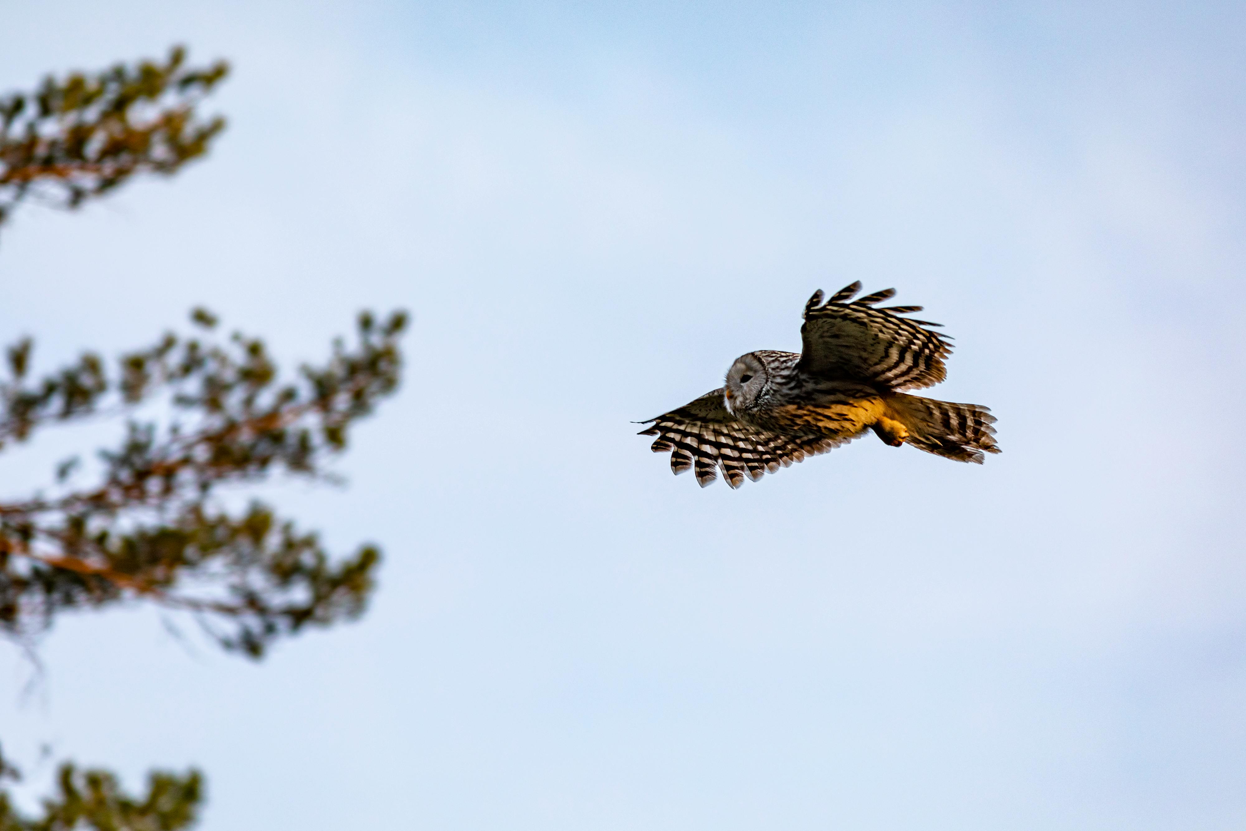 10,000+ Best Owl Flying Photos · 100% Free Download · Pexels Stock Photos