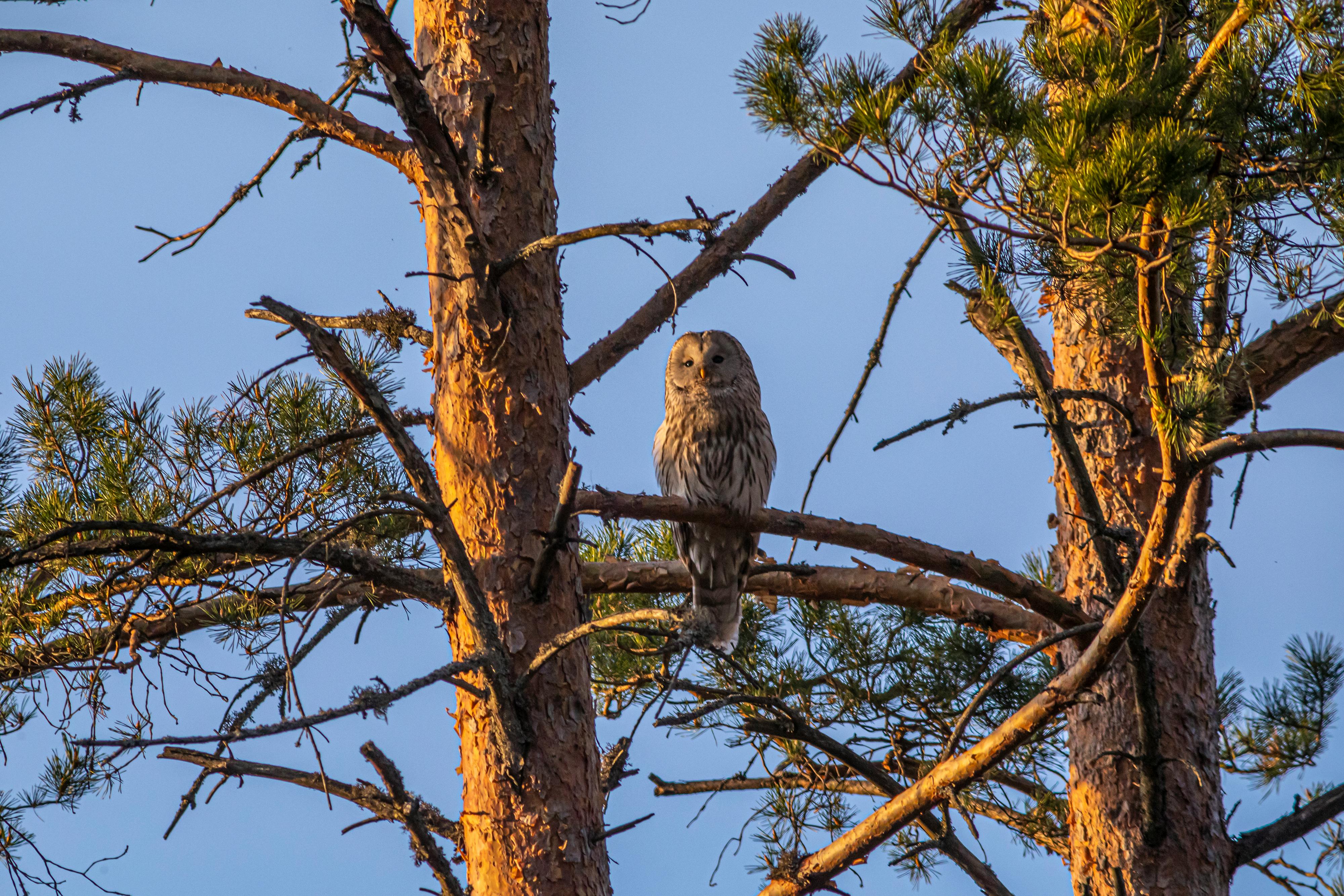 Brunch Of Tree Photos, Download The BEST Free Brunch Of Tree Stock ...