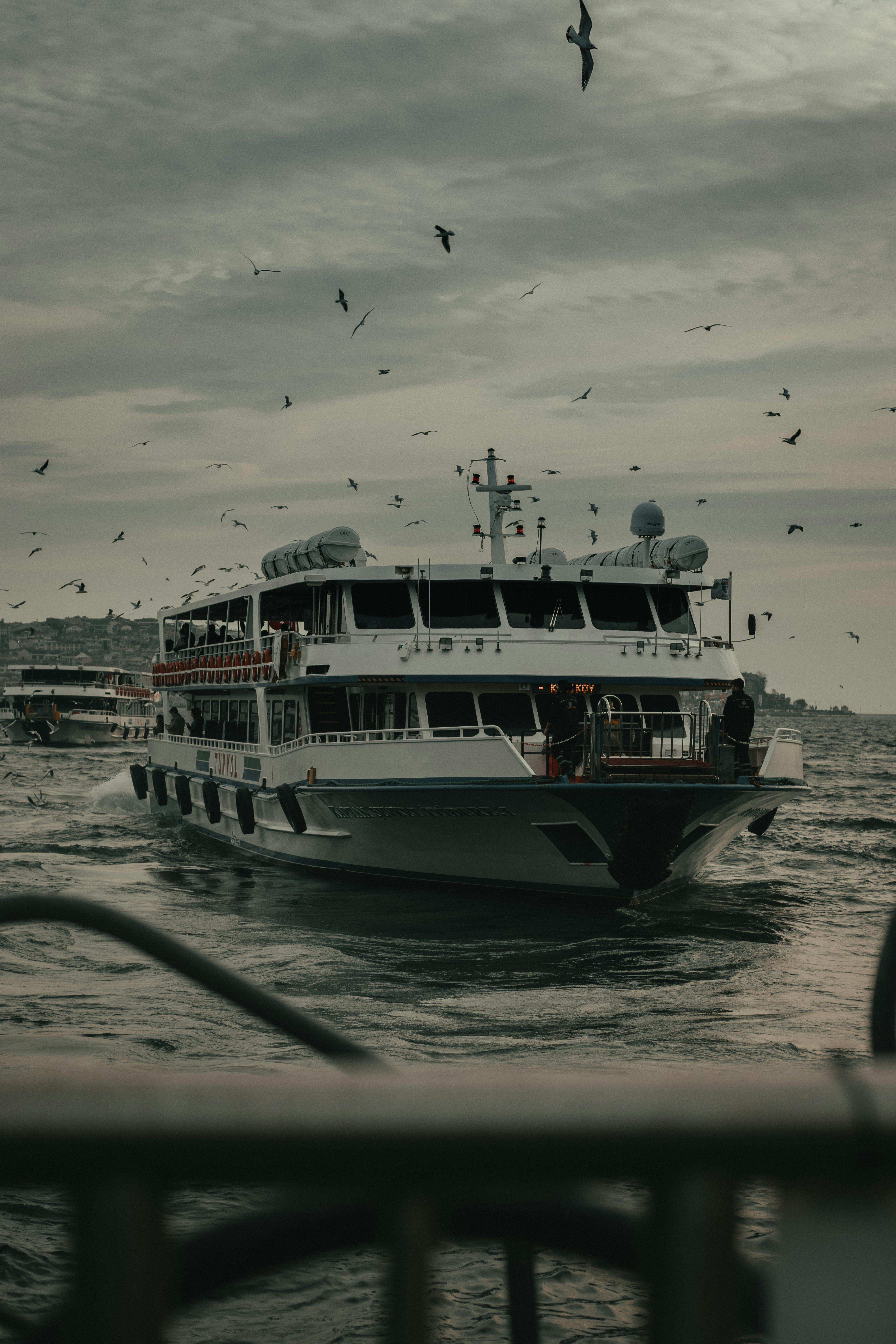 Flock of birds above cruise ship · Free Stock Photo