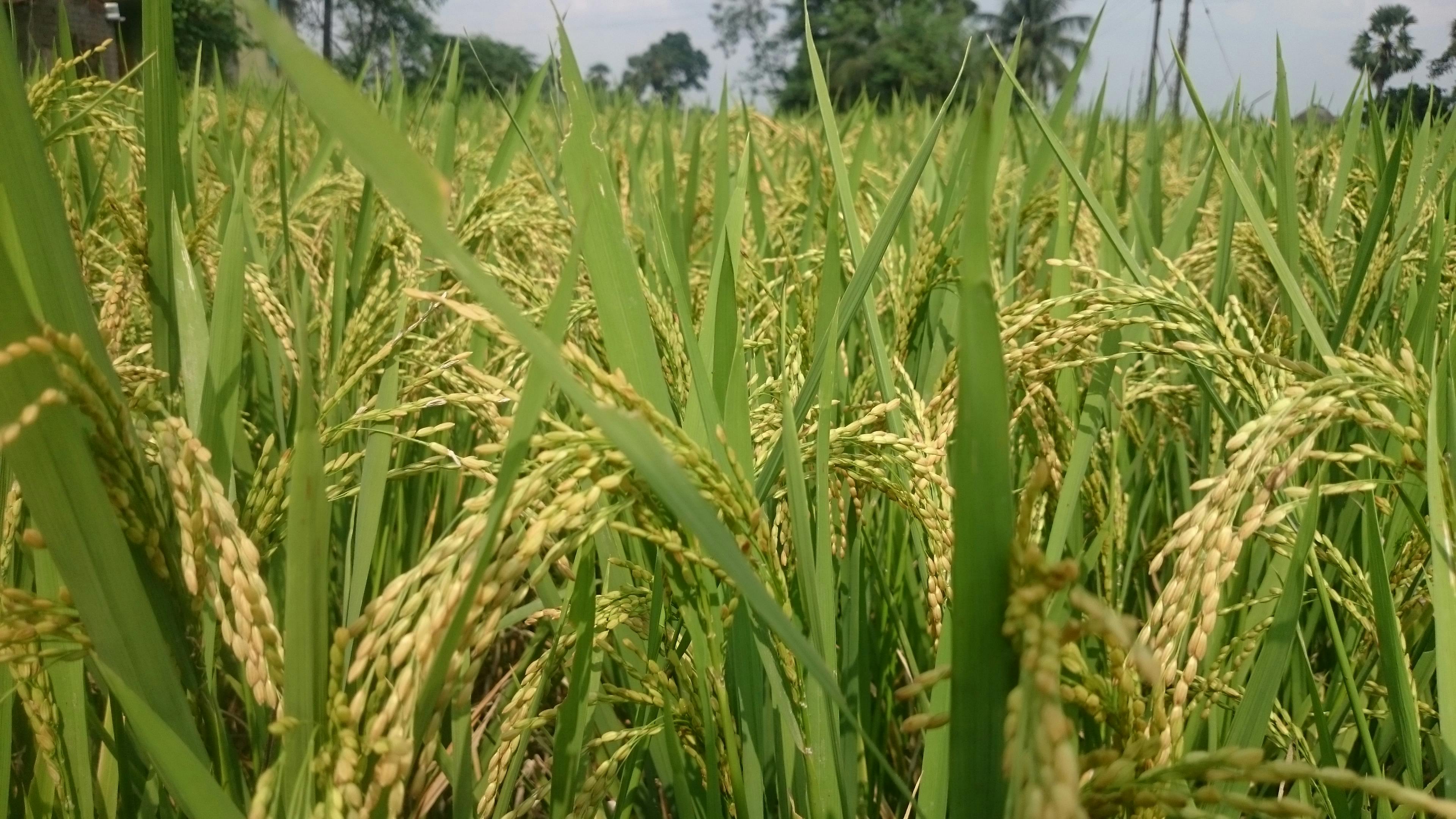 Free stock photo of green rice tree, rice tree, tree