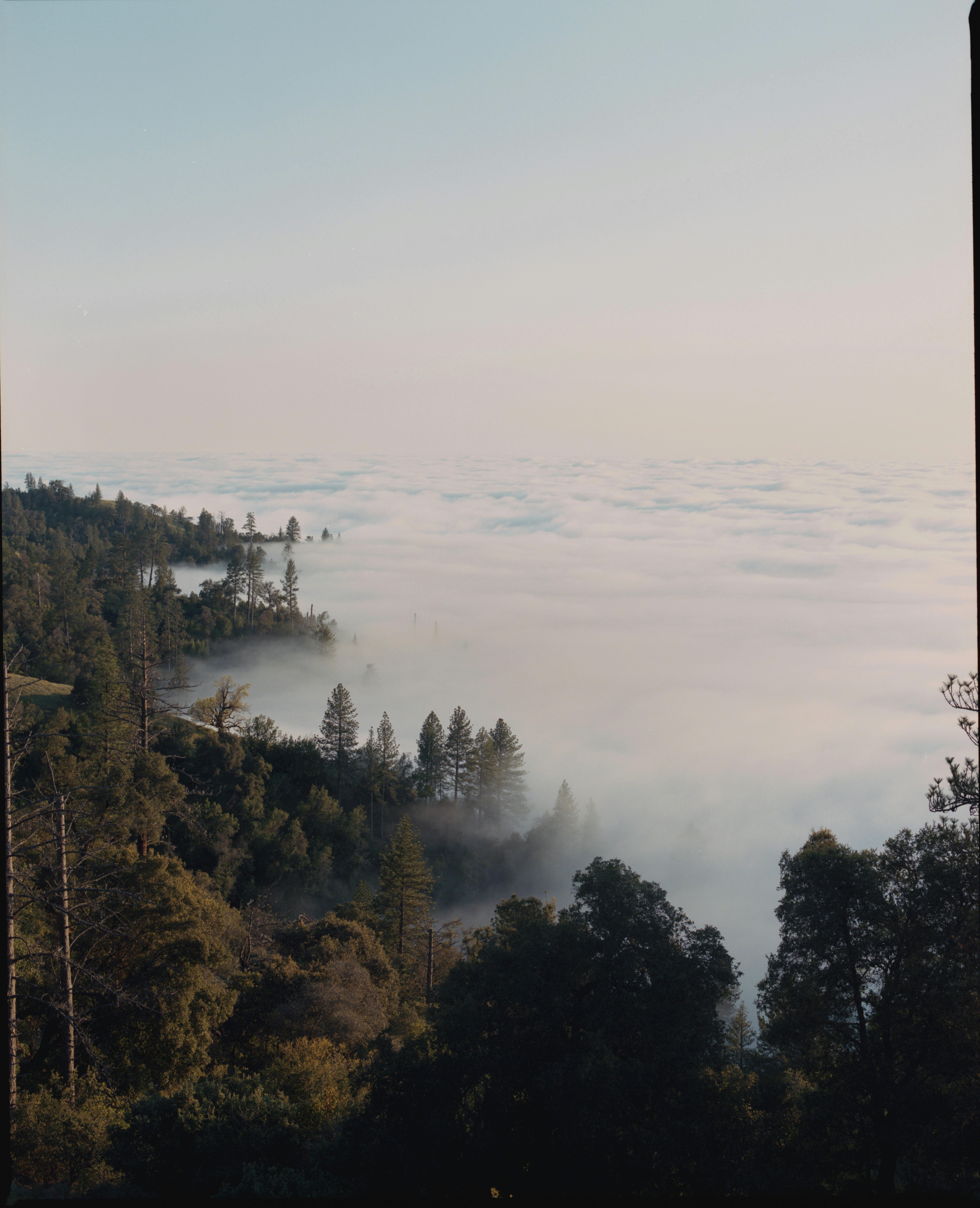 Green forest on hill in haze · Free Stock Photo