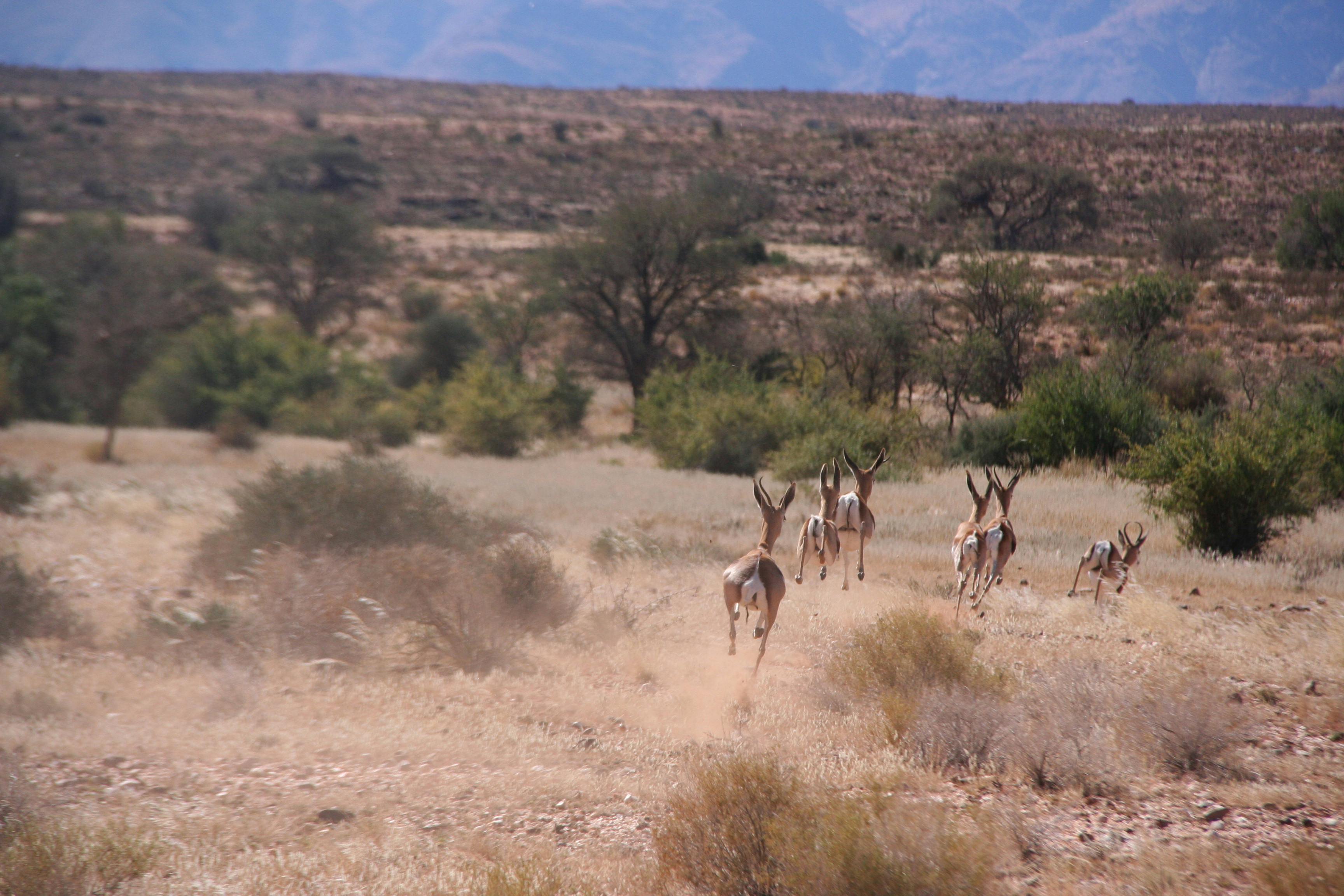 Free stock photo of Springbok herd in action