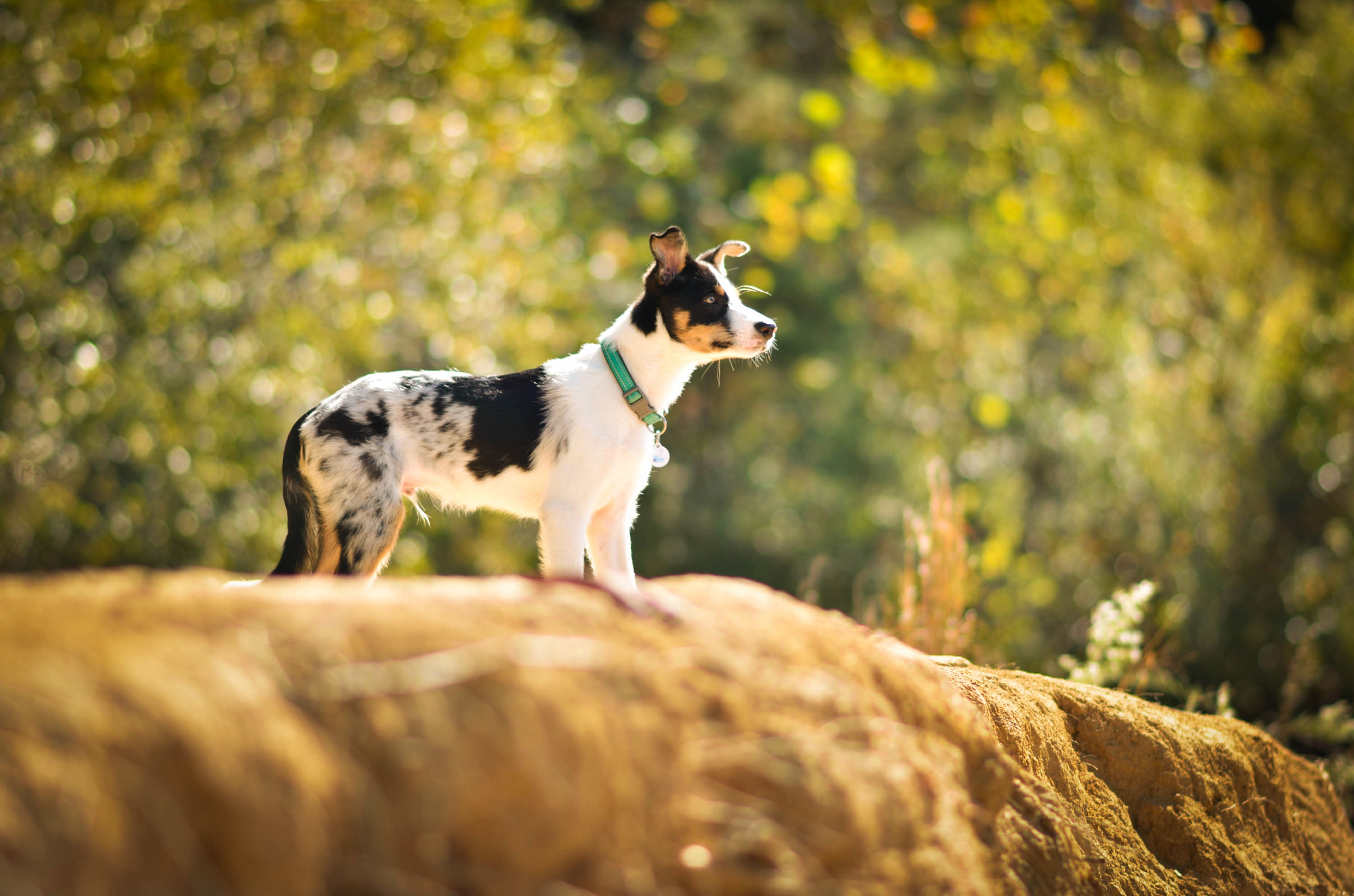 Photo of Dog on Brown Soil · Free Stock Photo