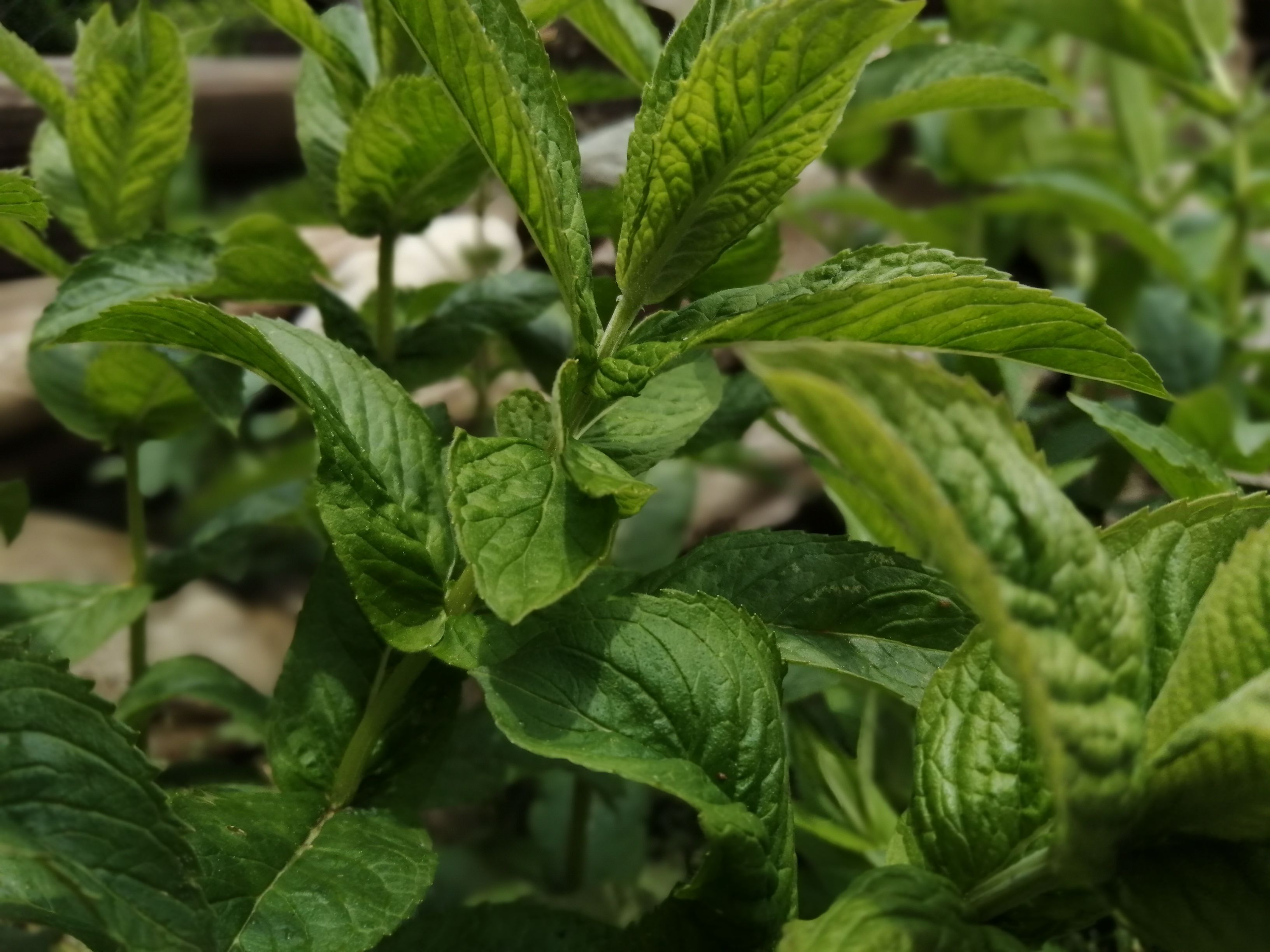 Free stock photo of mint leaves