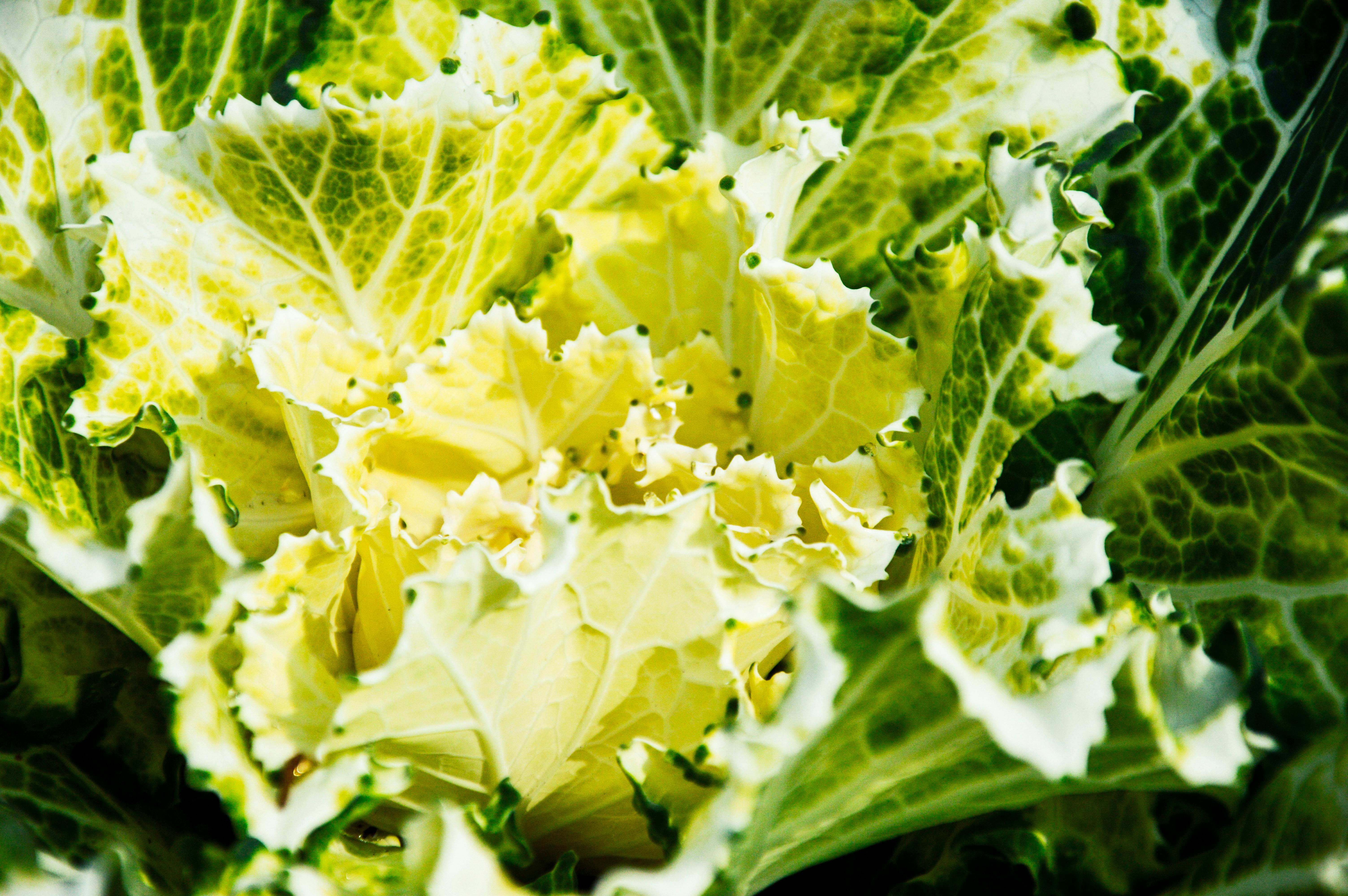 Cabbage in Close Up Photography · Free Stock Photo