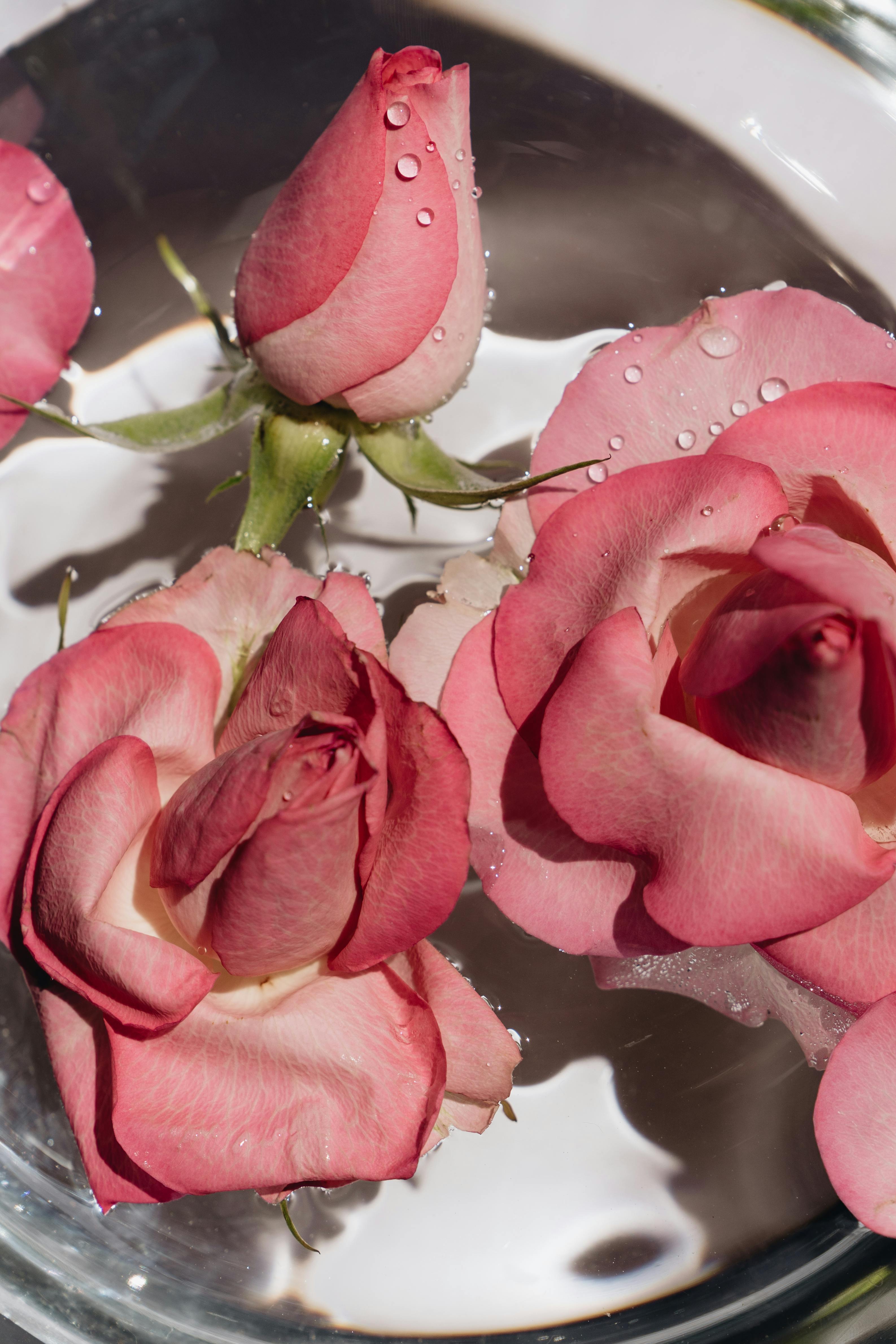 Pink Rose in Water · Free Stock Photo