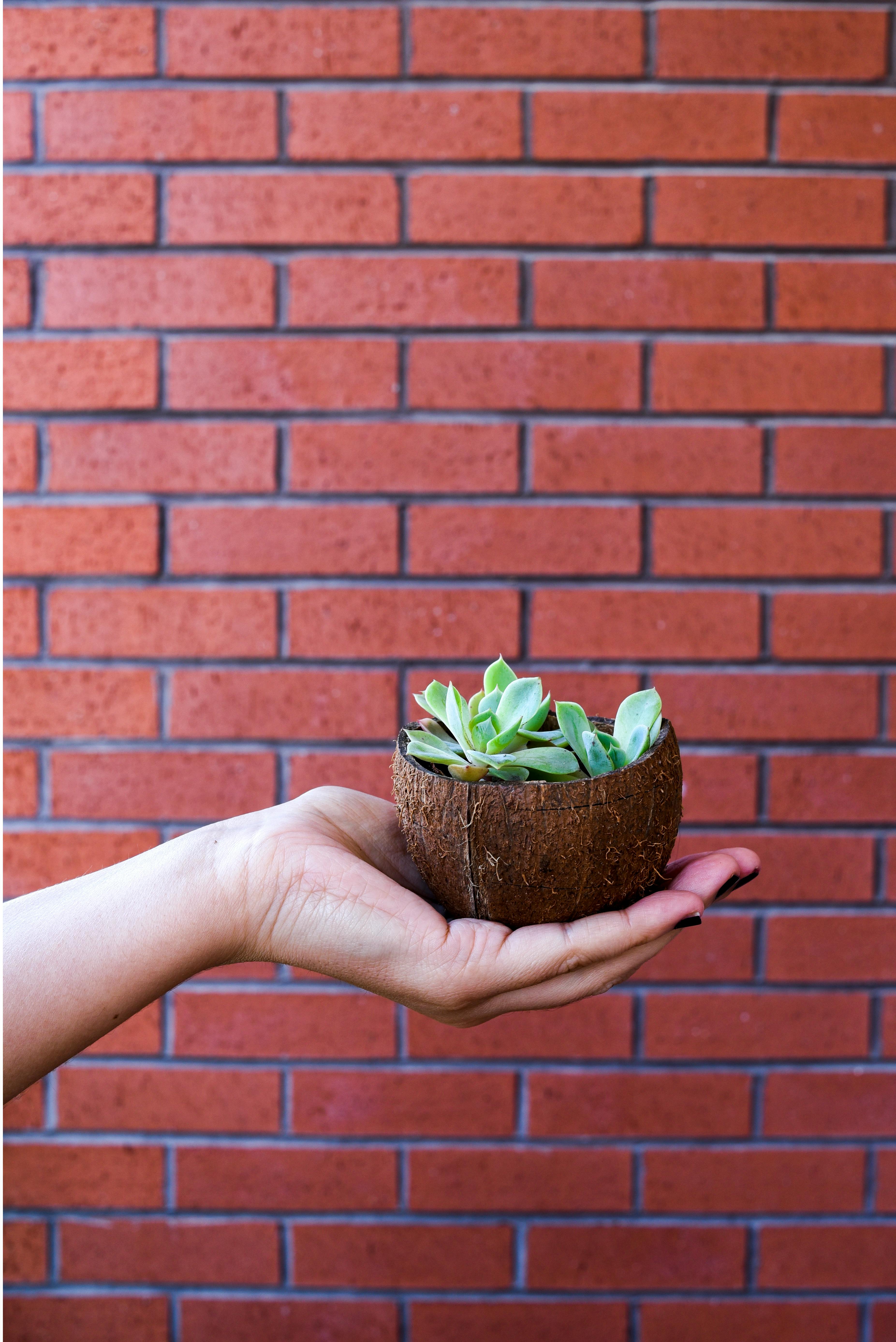 Hand Holding a Coconut Shell with Succulent Plants · Free Stock Photo