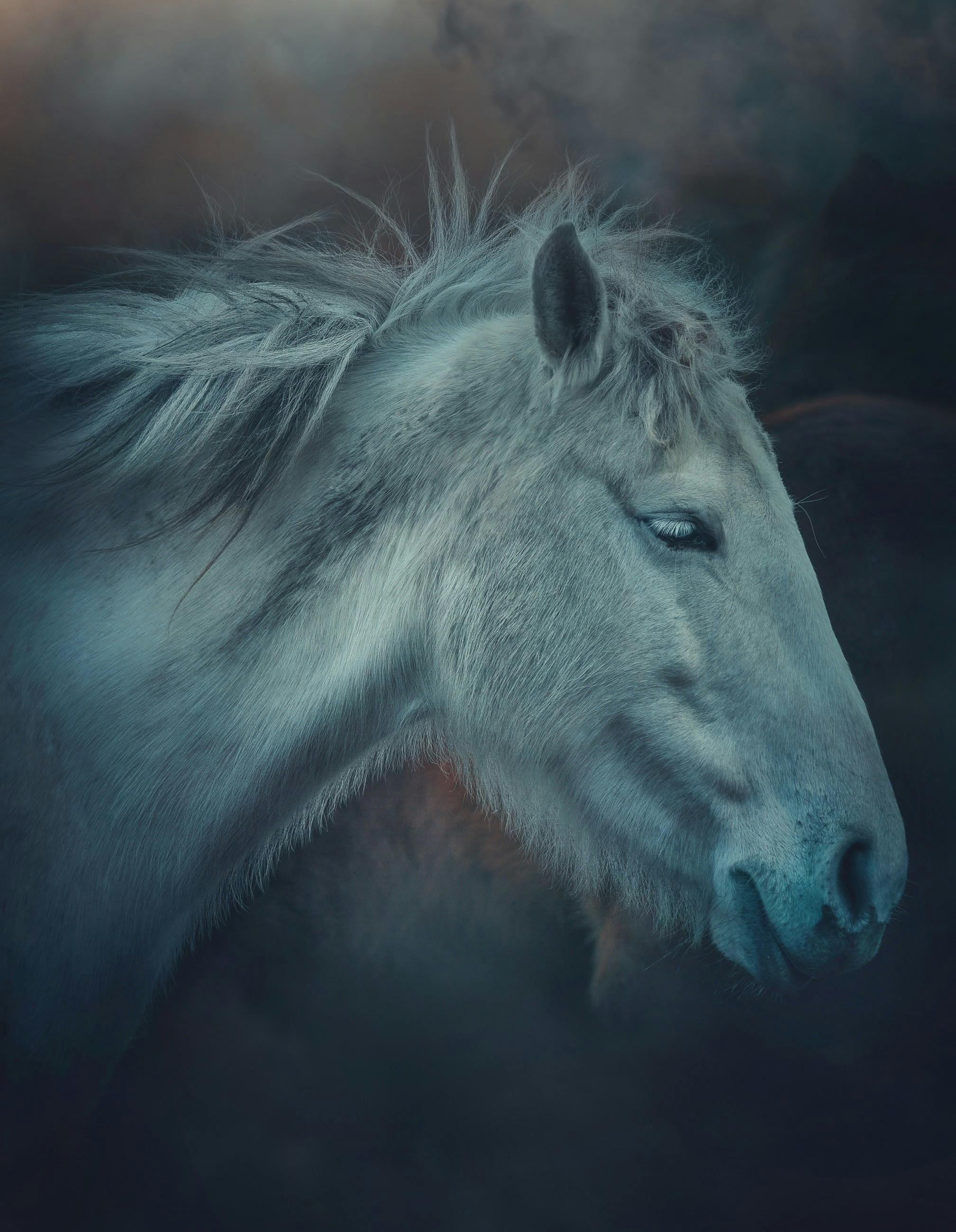 Horse Stable Background Photos, Download The BEST Free Horse Stable ...