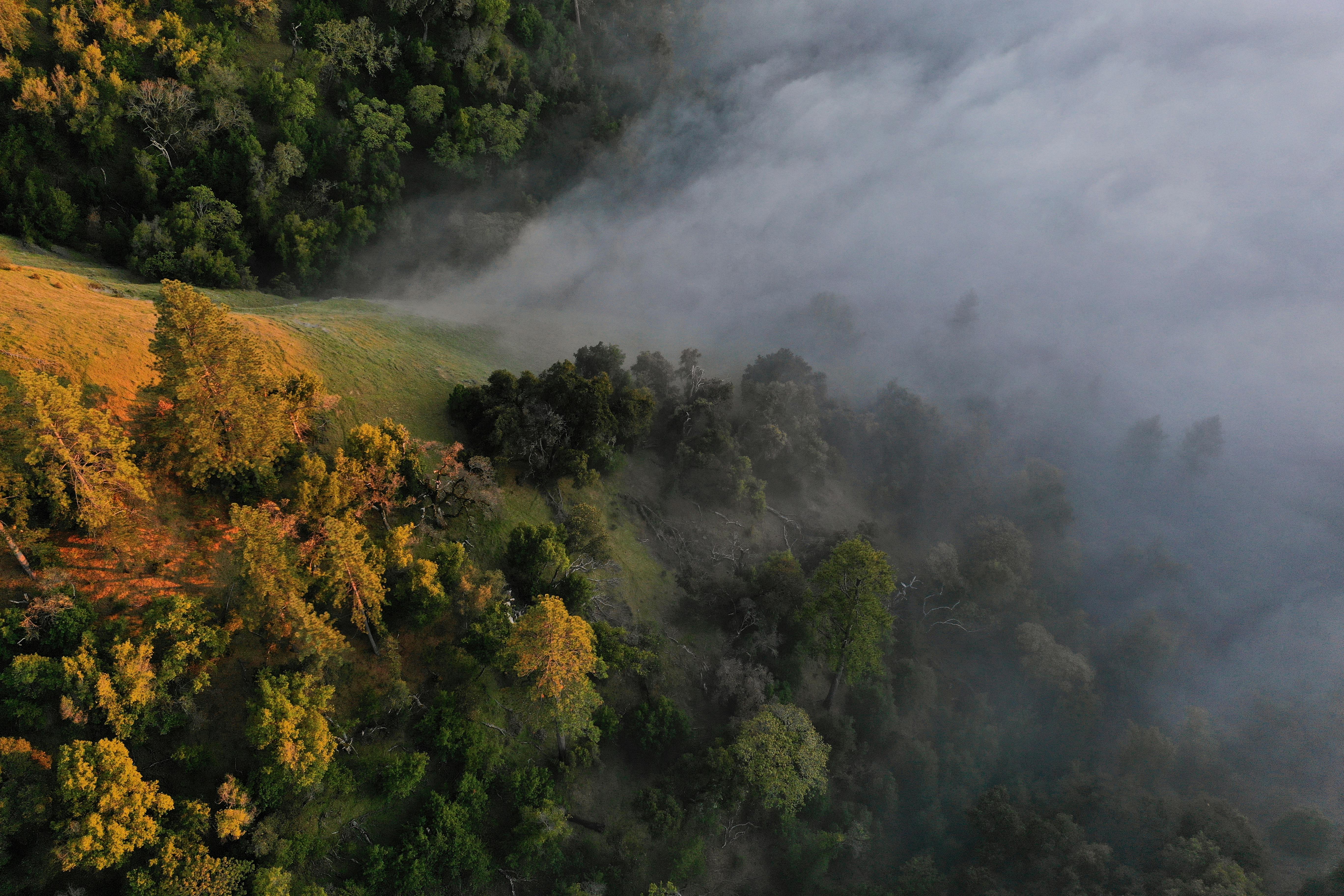 Fog over forest on green terrain · Free Stock Photo