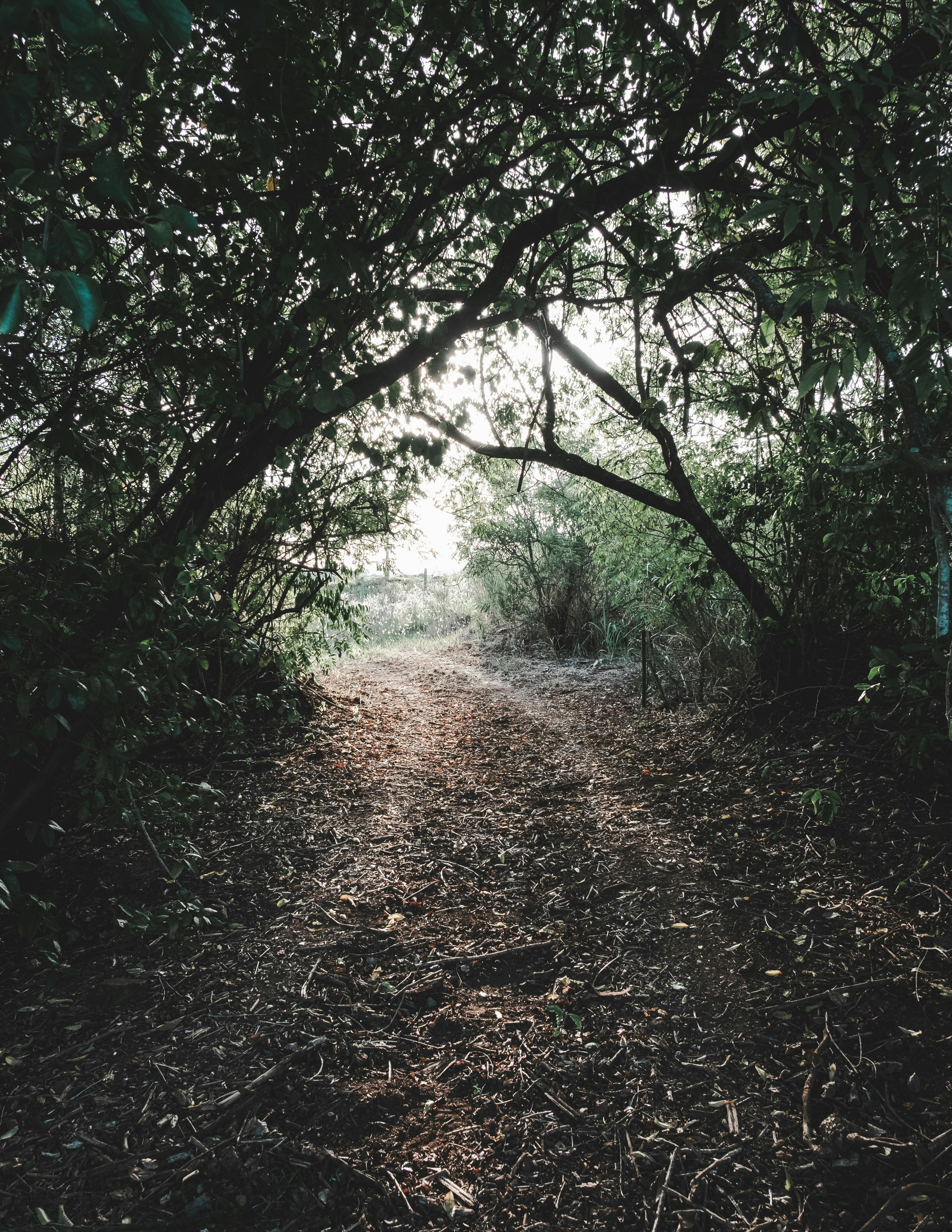 Pathway Under Trees · Free Stock Photo