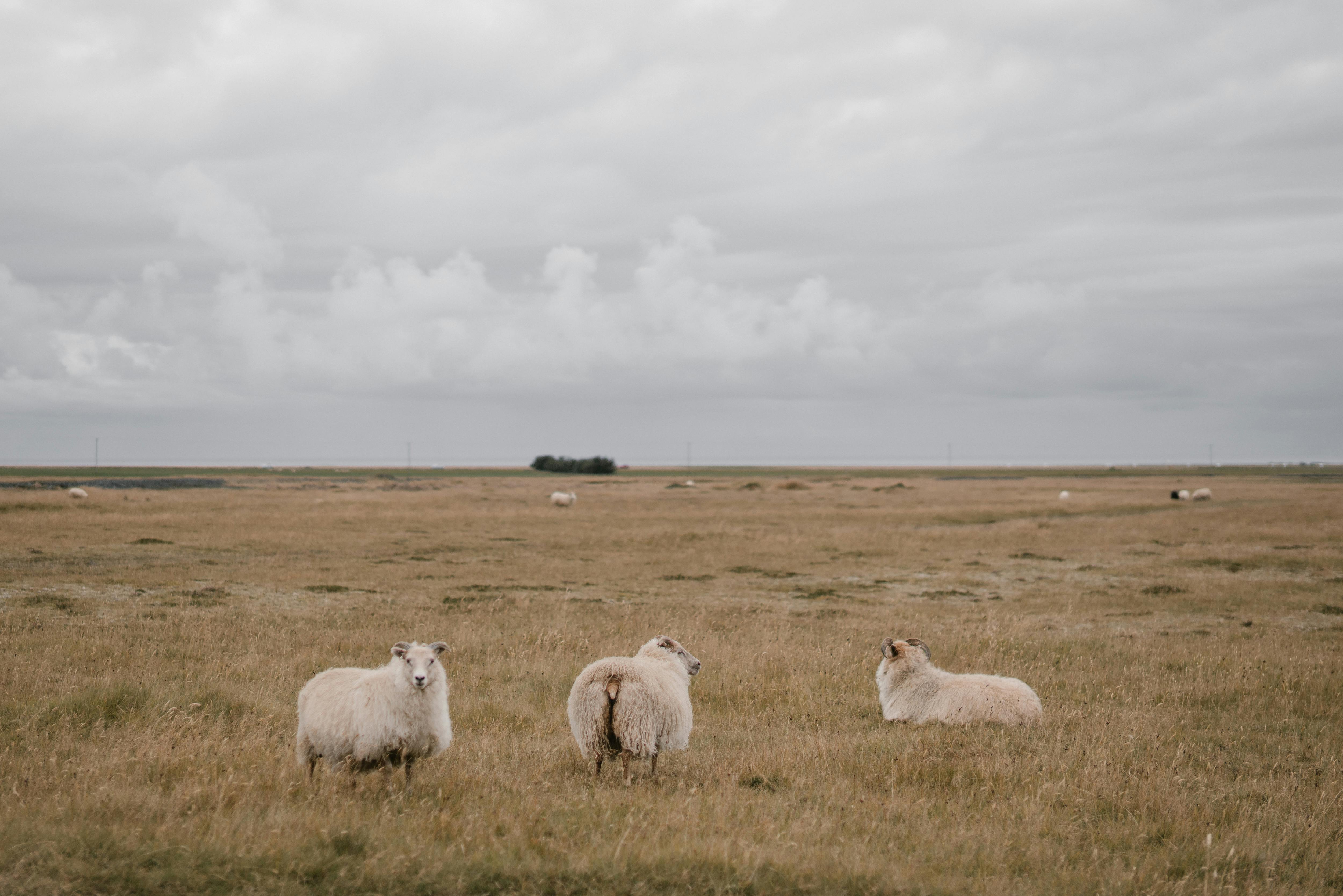 Sheep pasturing on rural field against cloudy sky · Free Stock Photo