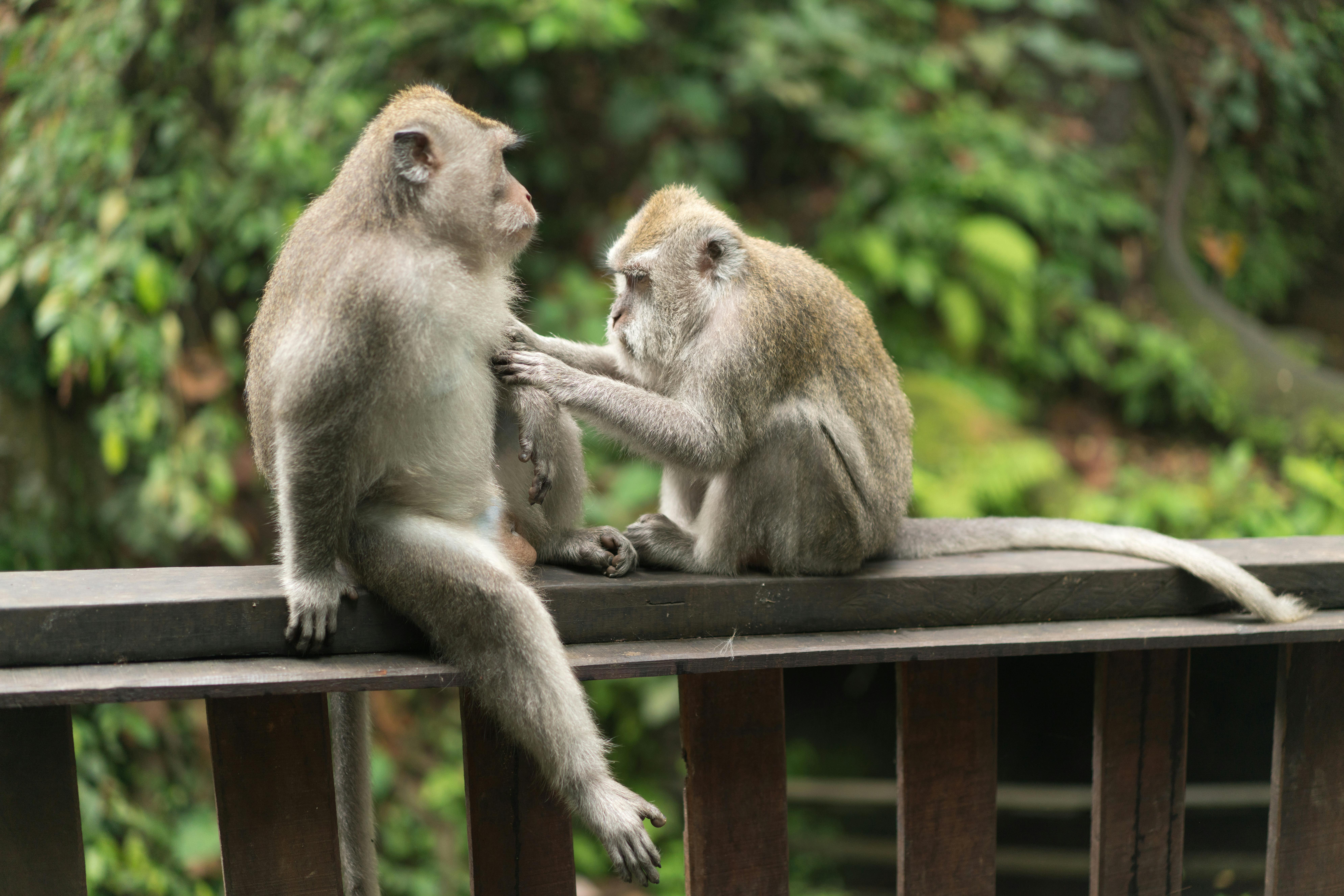 Monkeys sitting on wooden rail in rainforest · Free Stock Photo