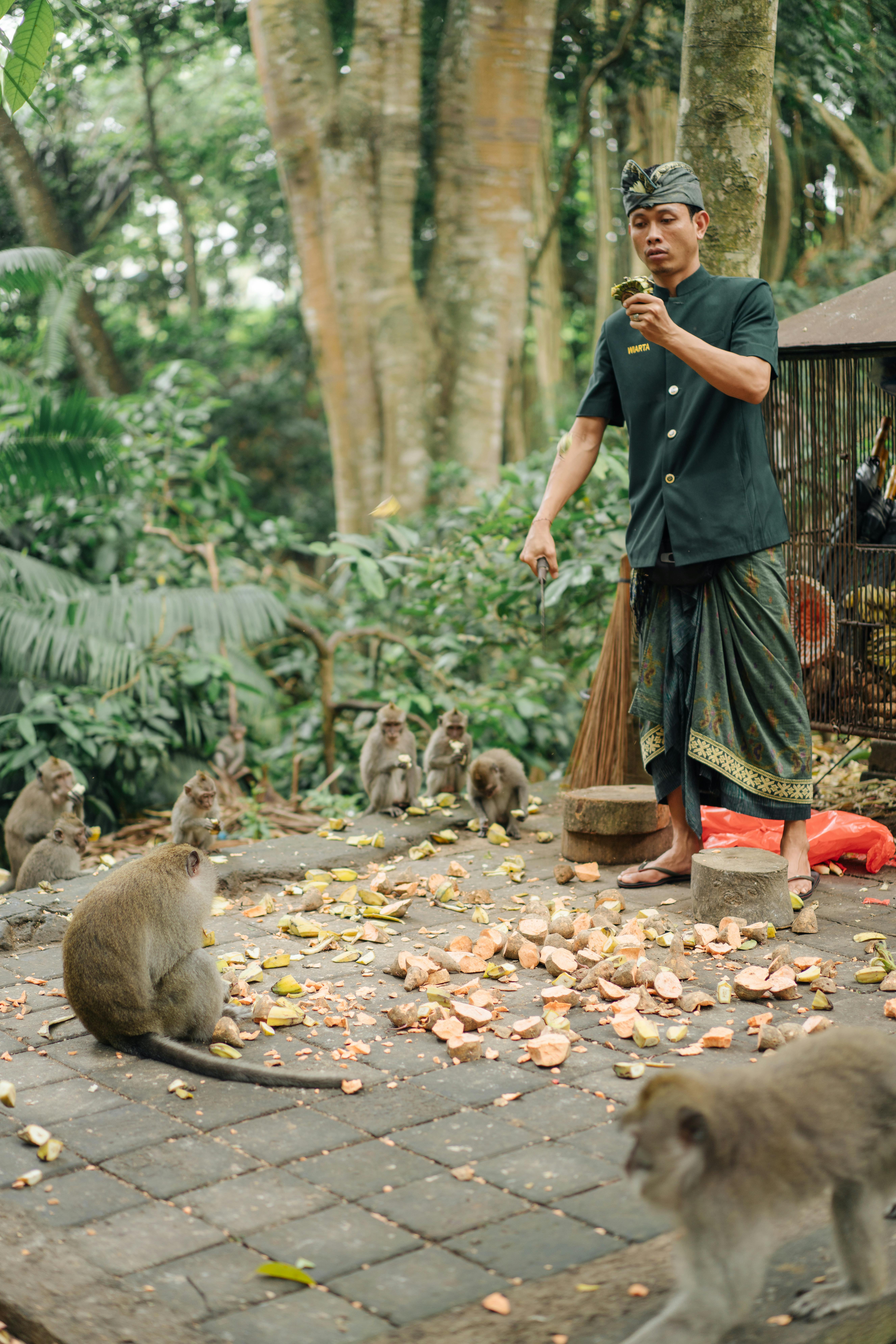 Serious man feeding monkeys in rainforest · Free Stock Photo