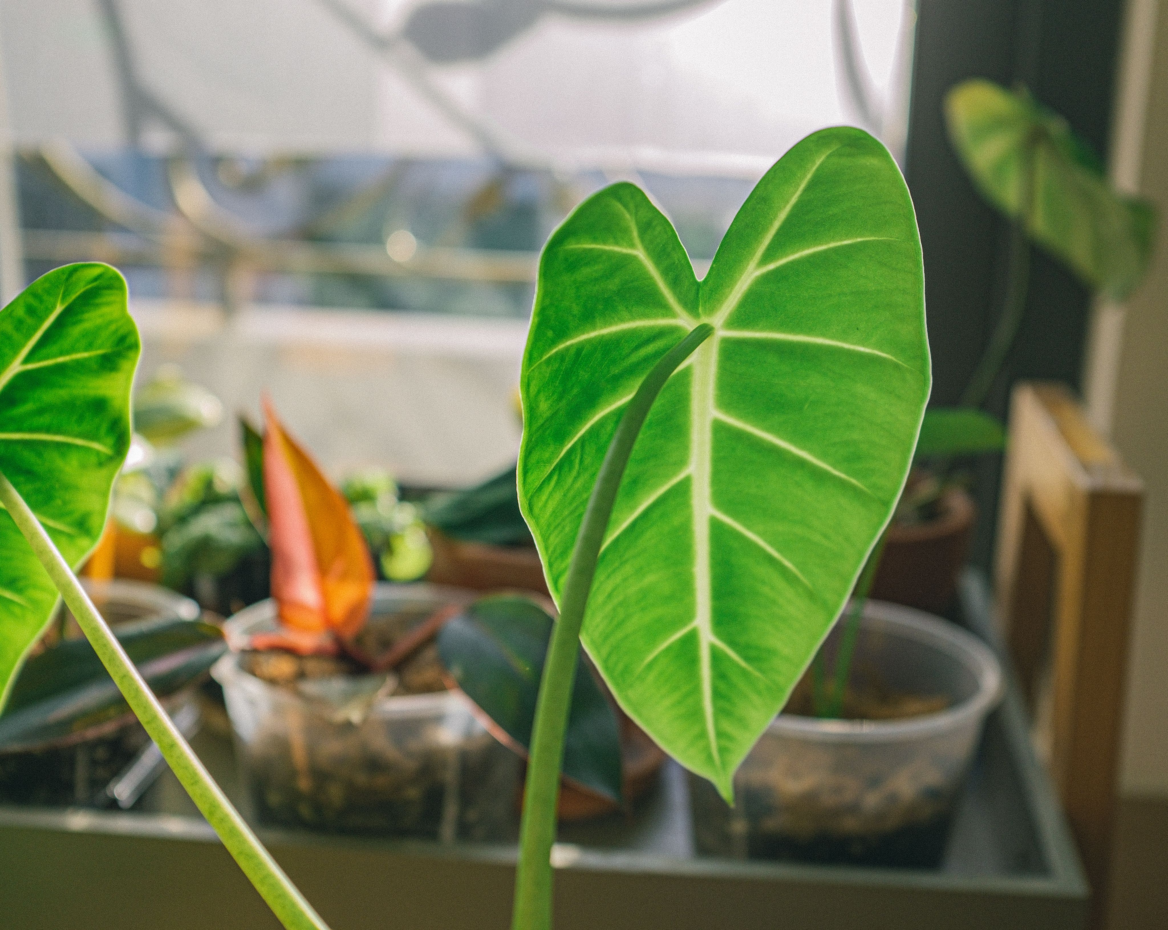 A Close-Up Shot of an Alocasia Plant · Free Stock Photo
