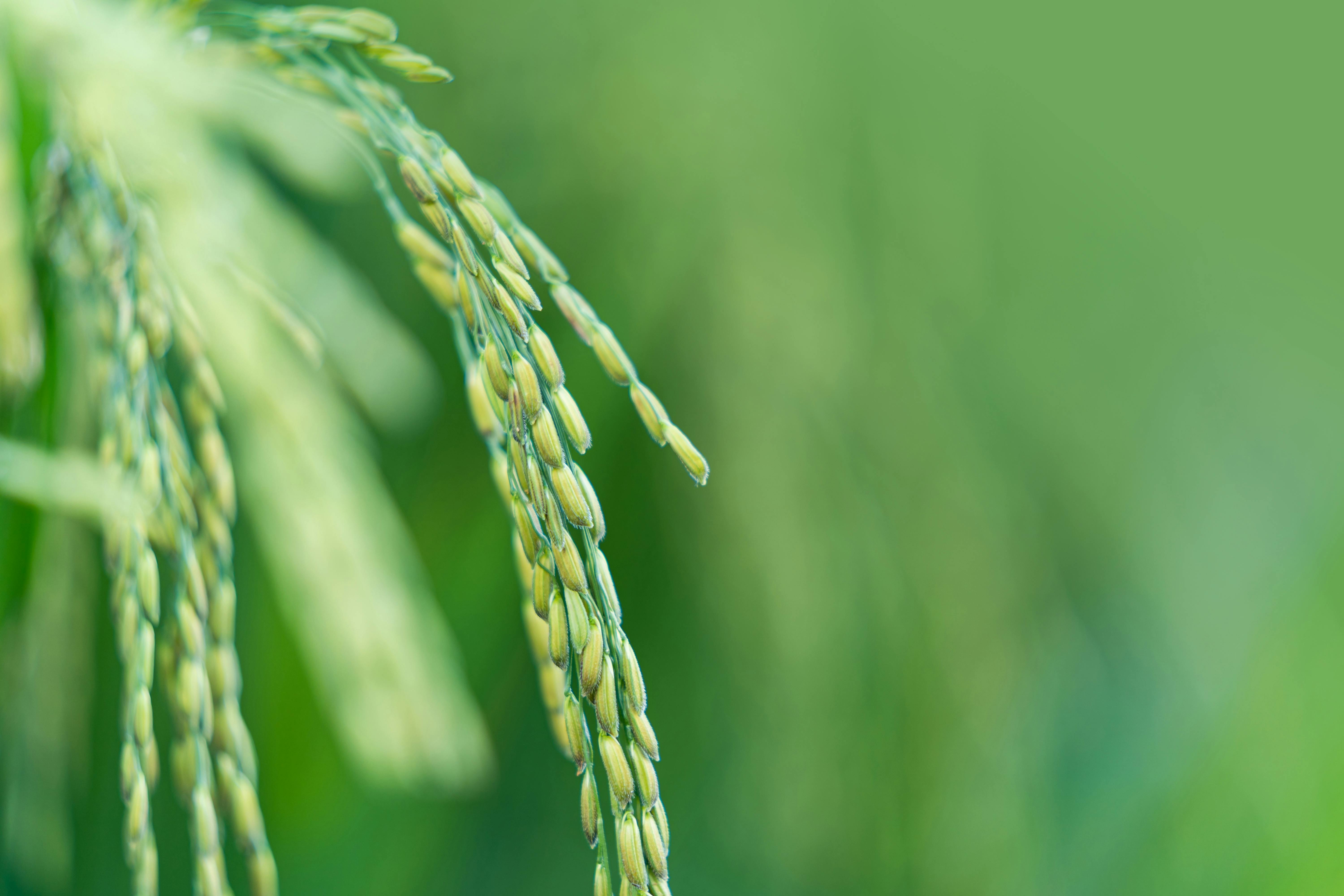Rice Grain · Free Stock Photo