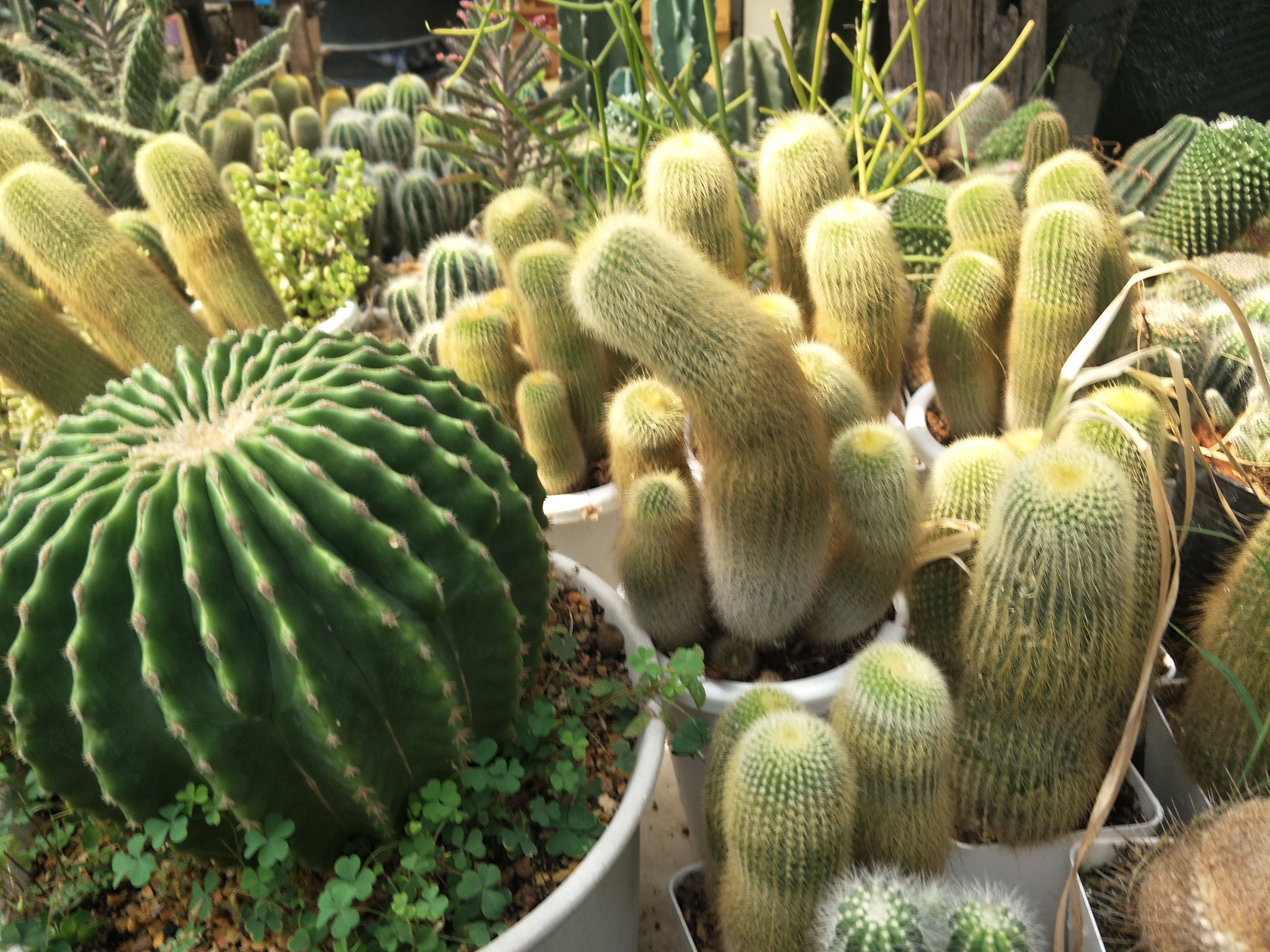 Cactus · Pexels
