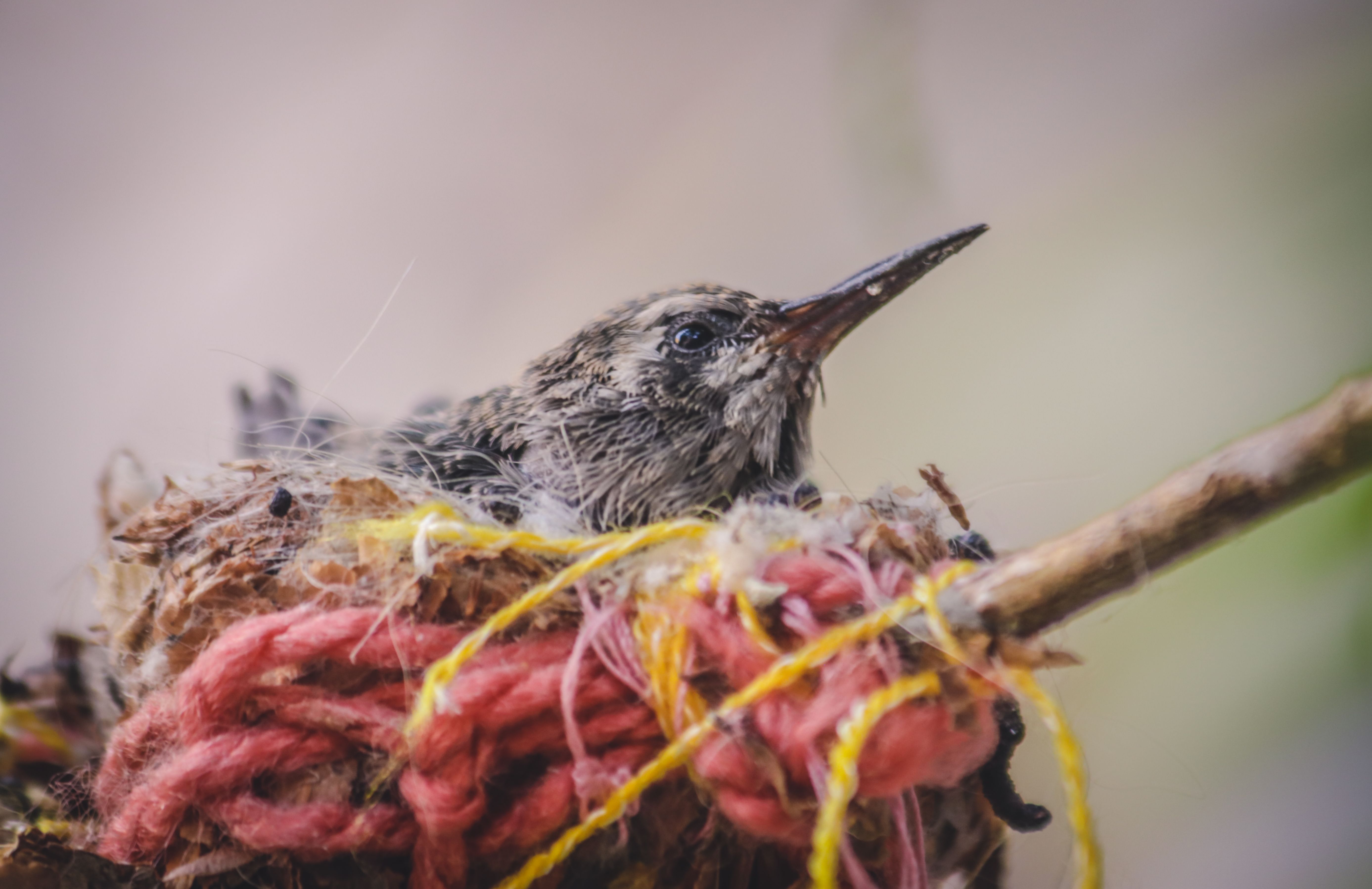 Hatchling on Water in Close Up shot · Free Stock Photo