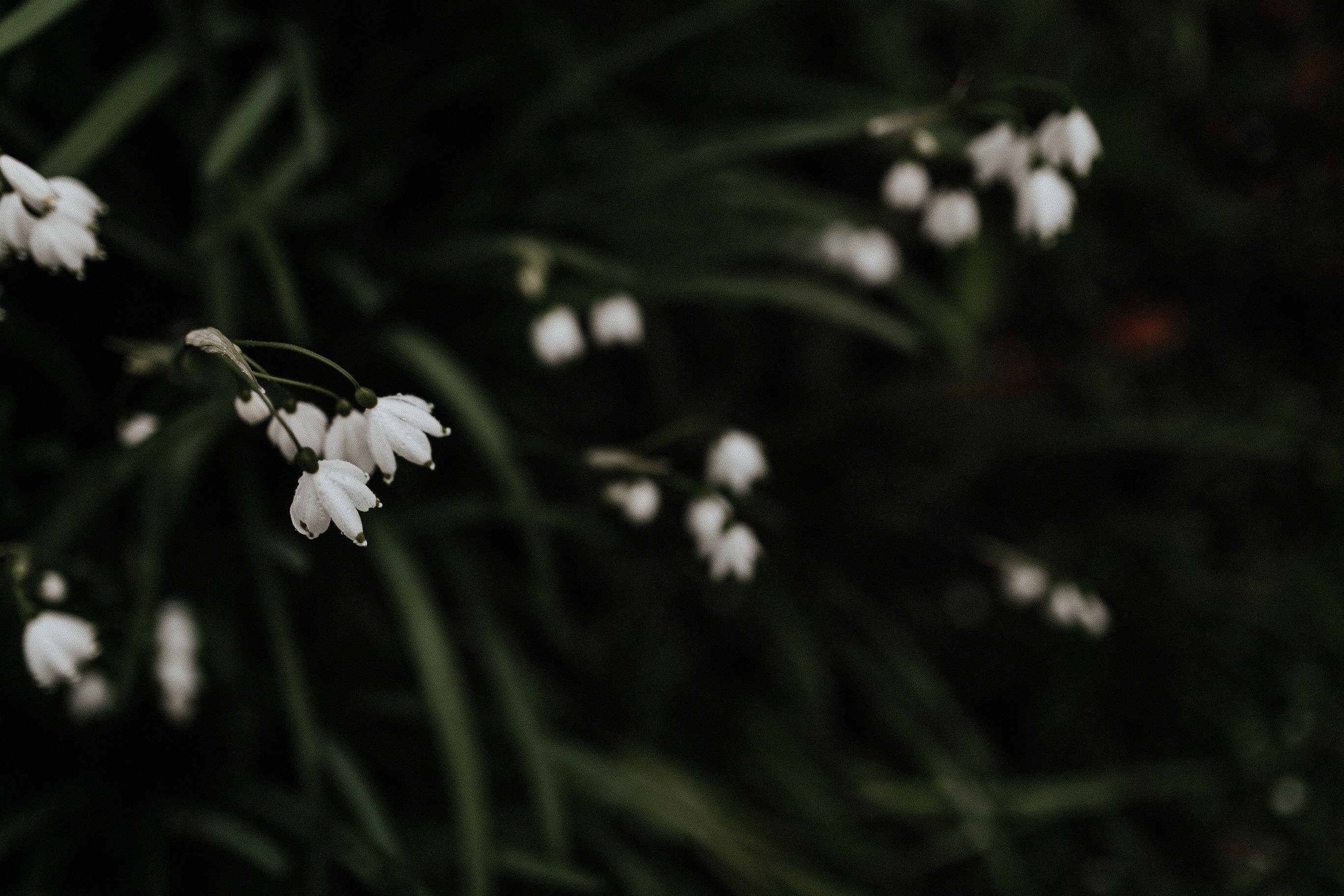 Flores Marrones De 4 Pétalos · Foto de stock gratuita