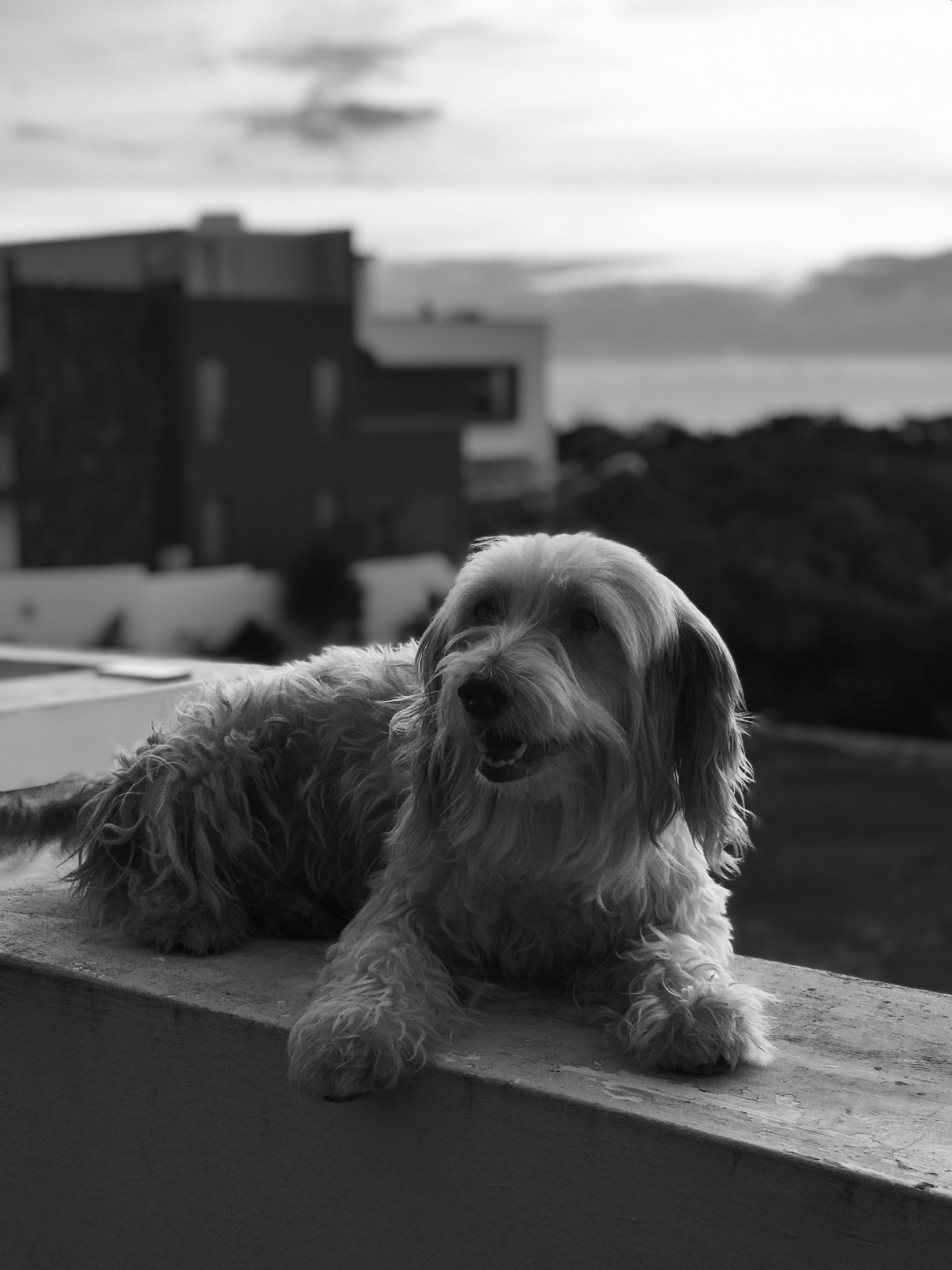 Clouds Pet Background Photos, Download The BEST Free Clouds Pet ...
