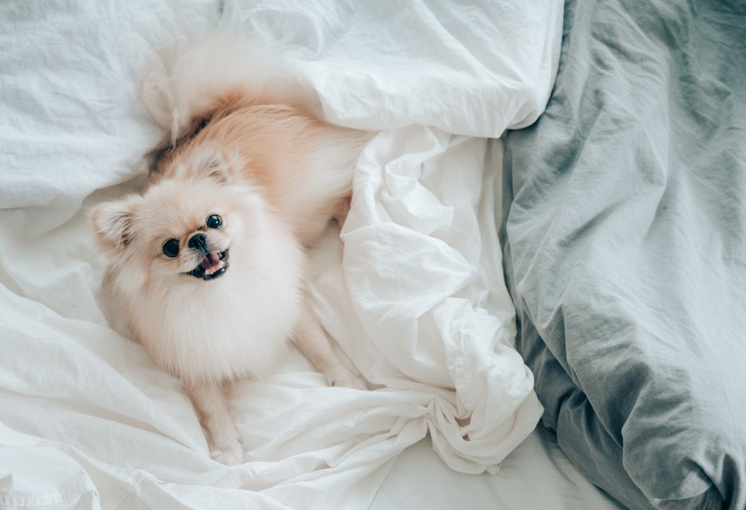 Fox Pomeranian Dog: A Guide to Care, Breed Traits, and More