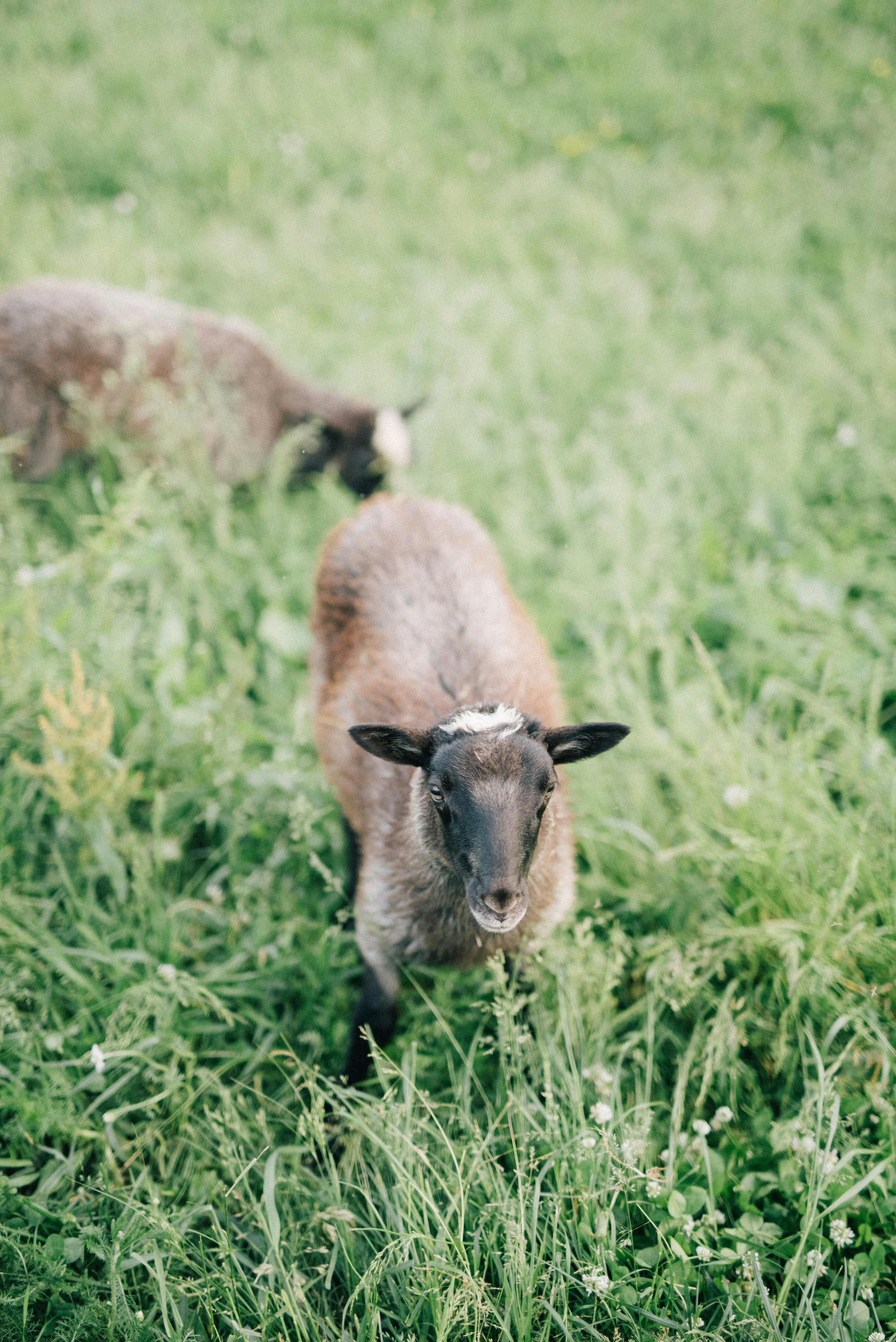 Baby Sheep Photos, Download The BEST Free Baby Sheep Stock Photos & HD ...
