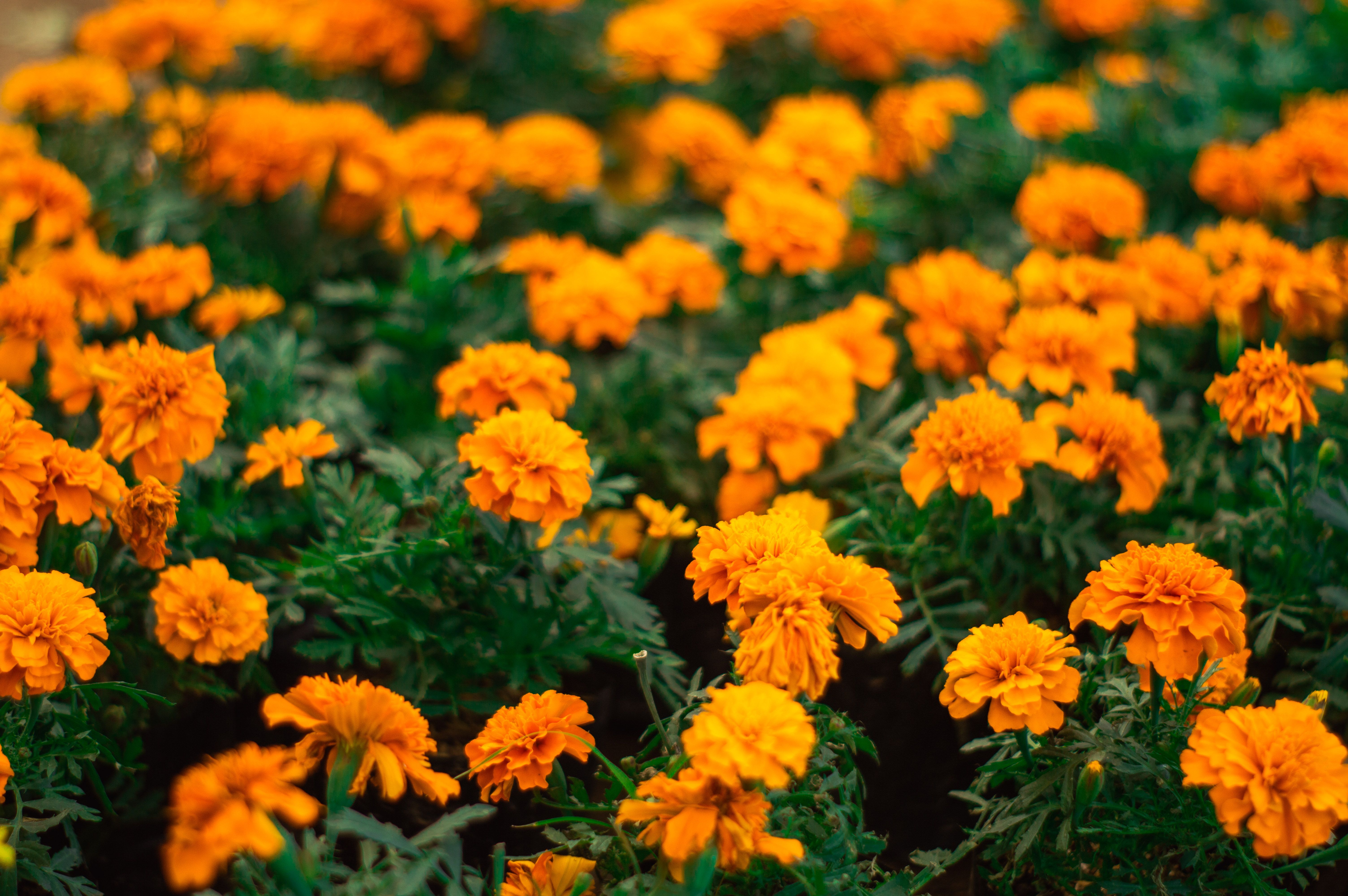 Close-up of Orange Flowers · Free Stock Photo