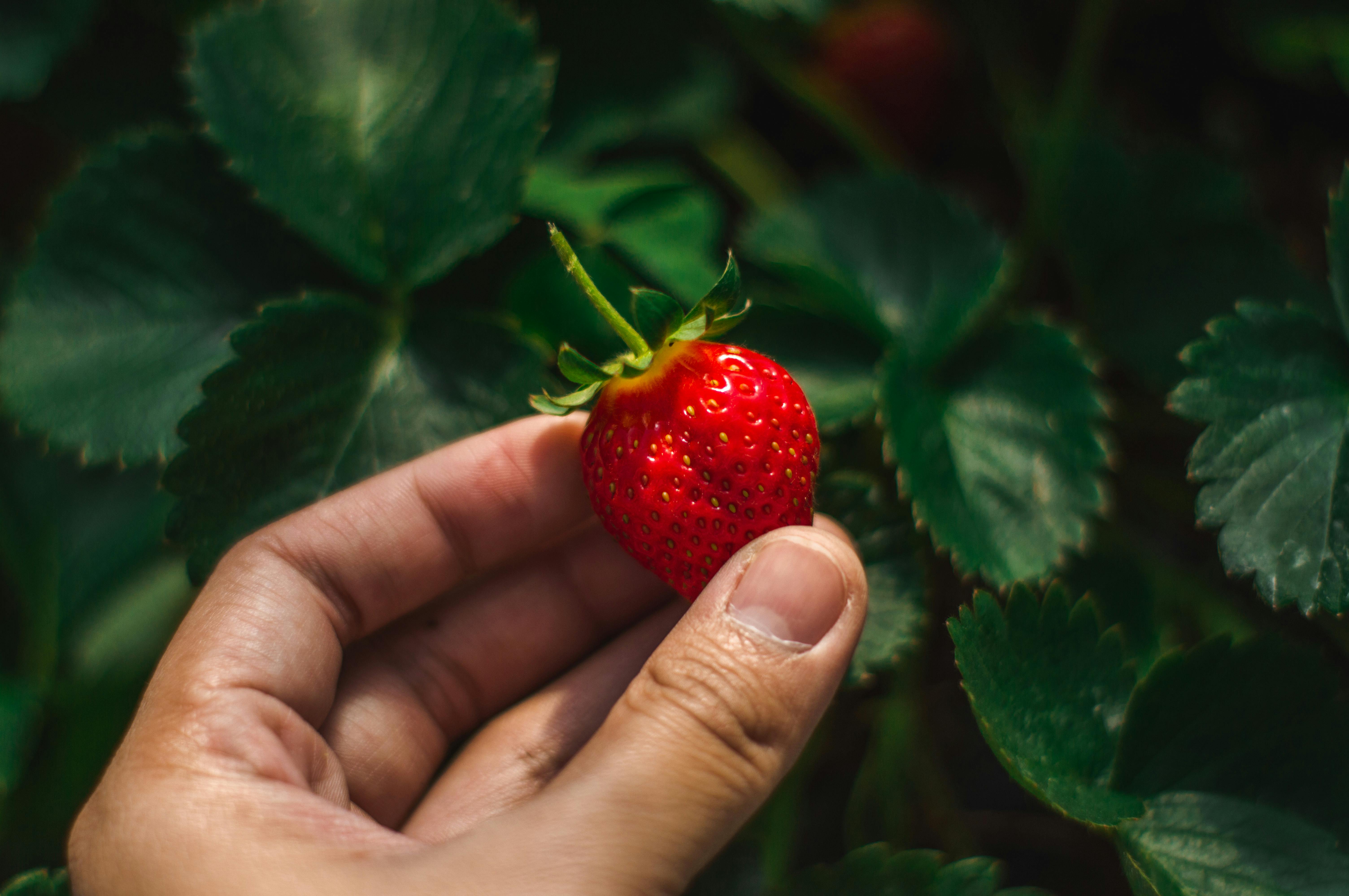 A Close-Up Shot of a Person Holding a Strawberry · Free Stock Photo