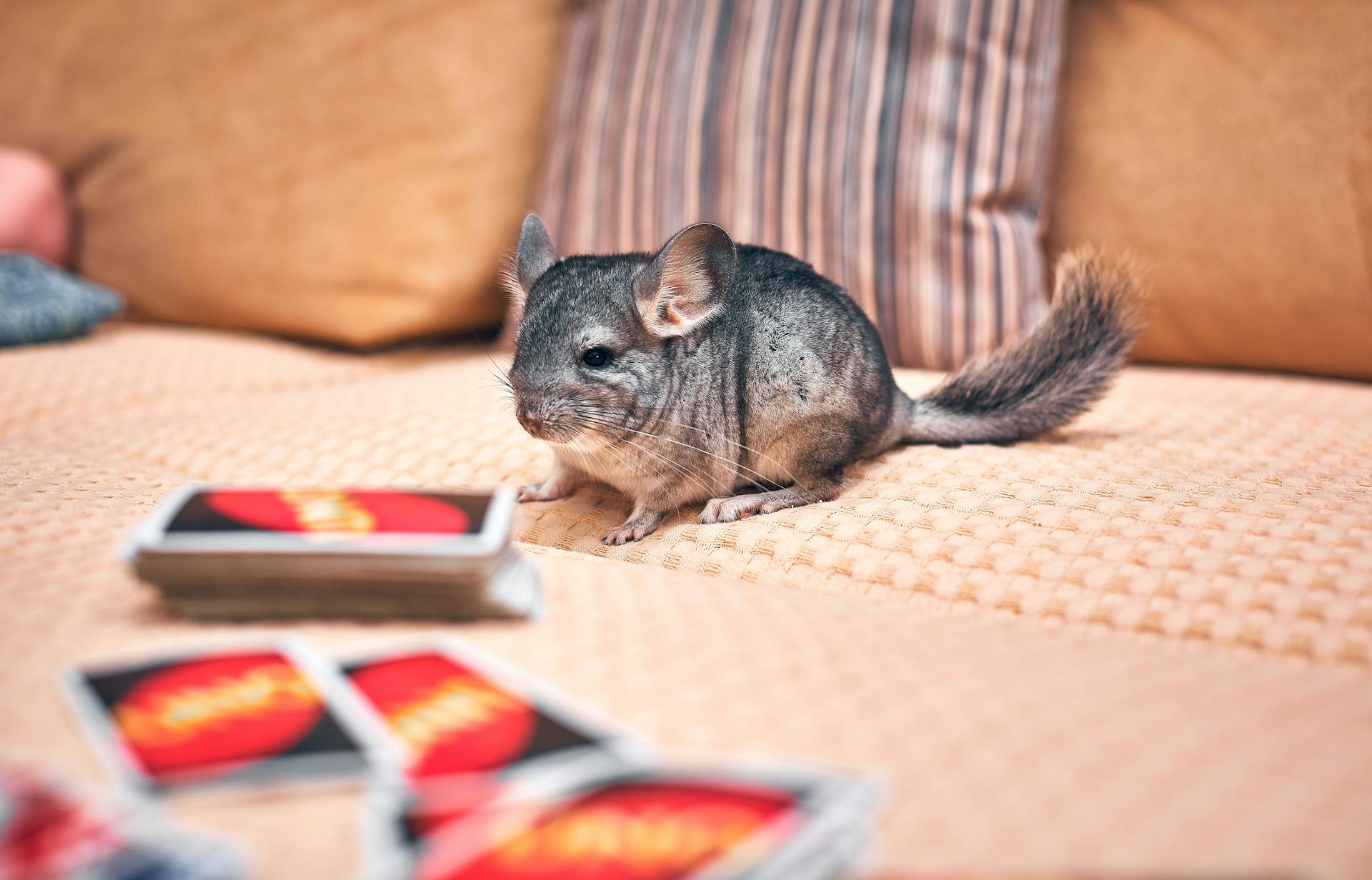 What Do Chinchillas Eat in the Wild: Natural Diet Explained