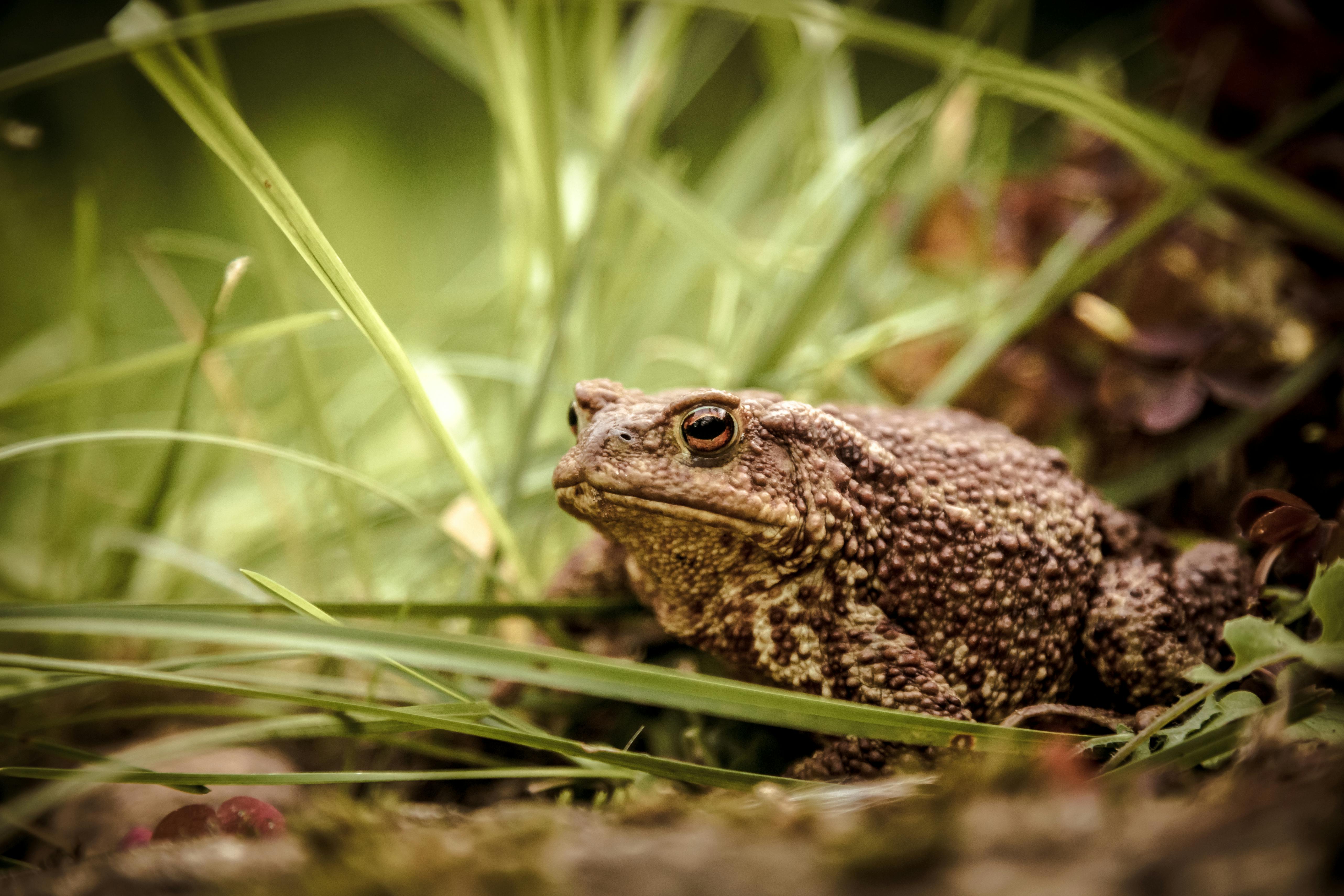 Toad sitting in grass in marsh area · Free Stock Photo